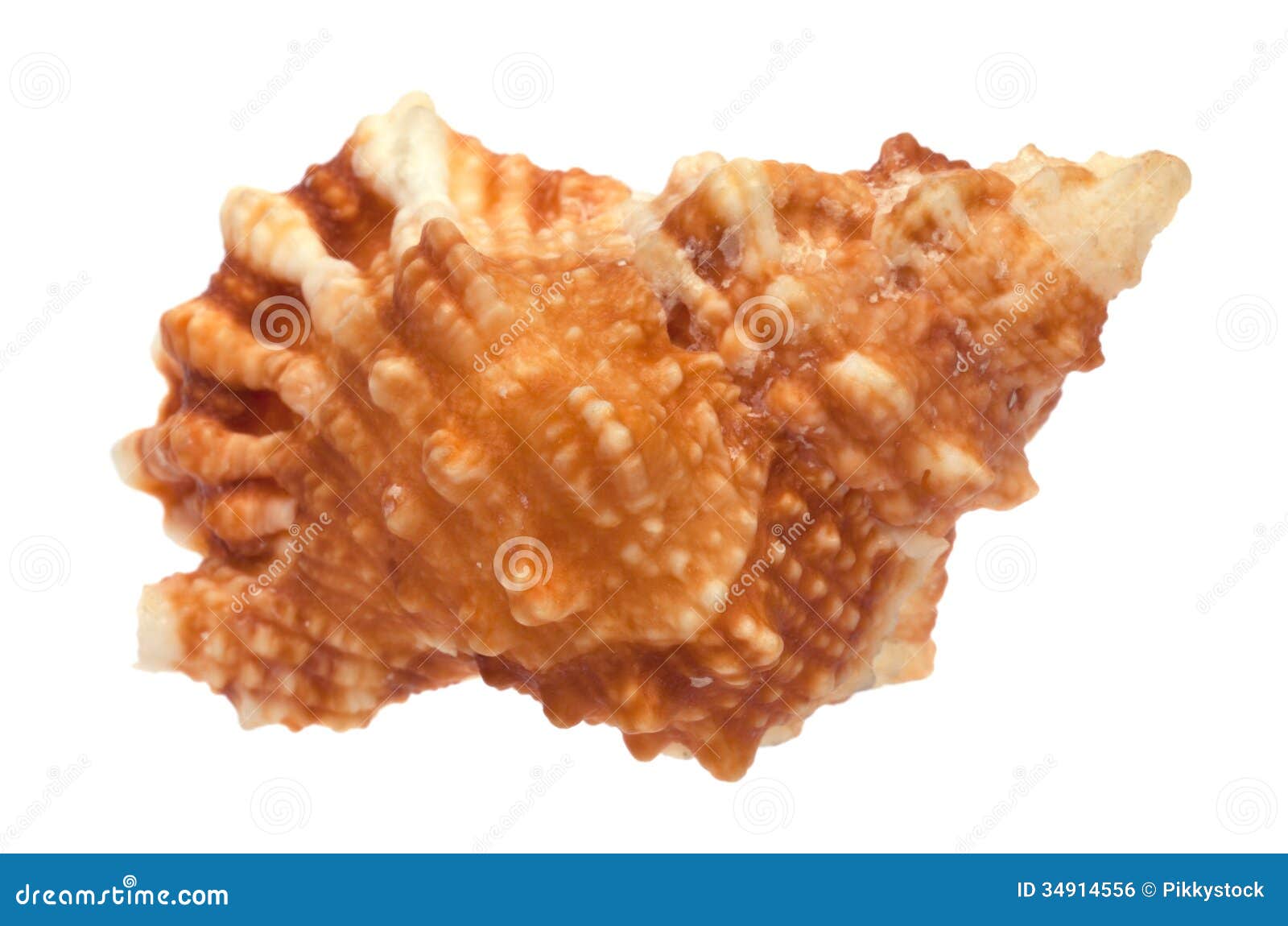 Shell photo stock. Image du objet, souvenir, normal, seafood - 34914556