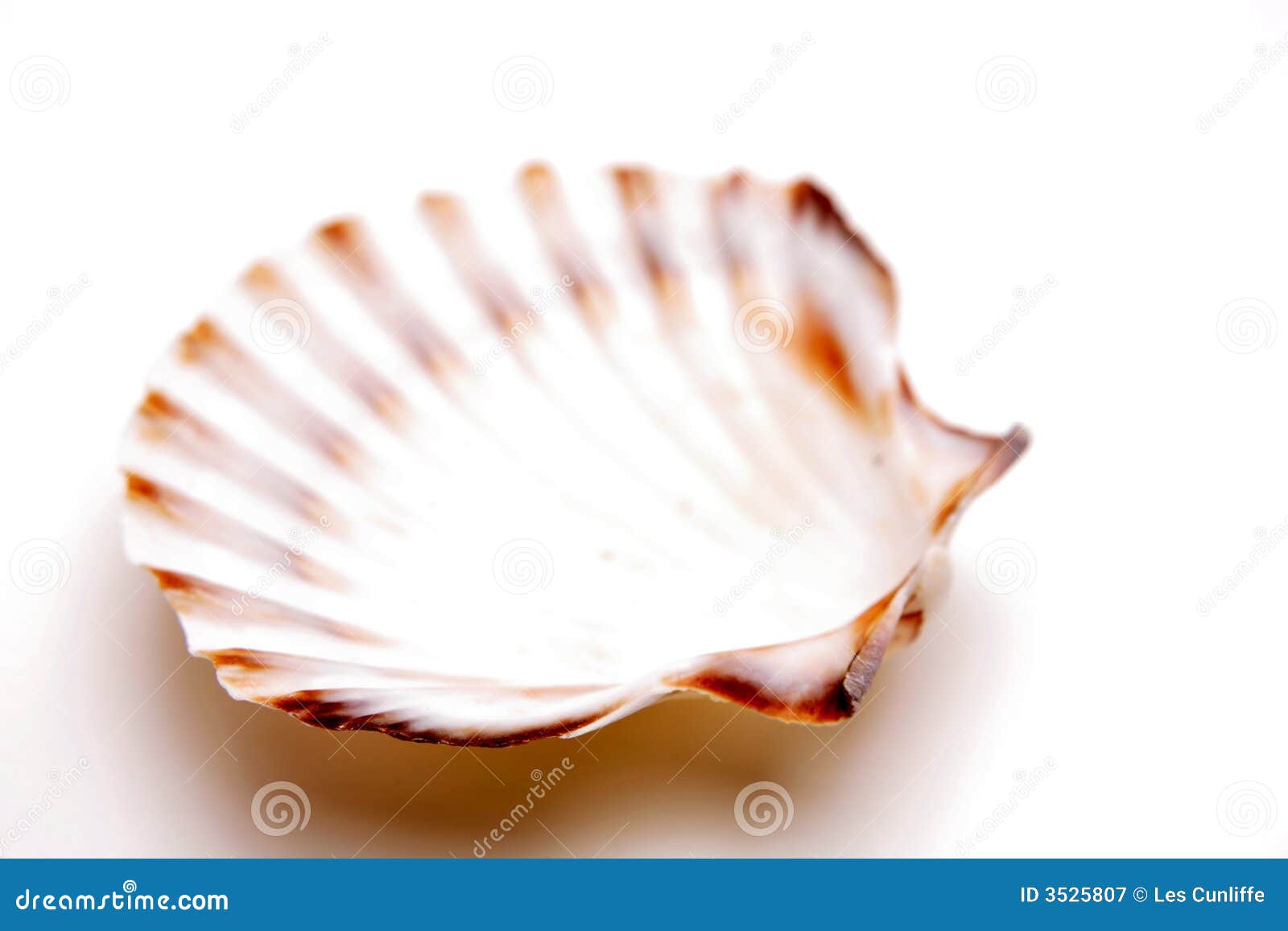 Shell stock image. Image of sandy, indoors, single, isolated - 3525807