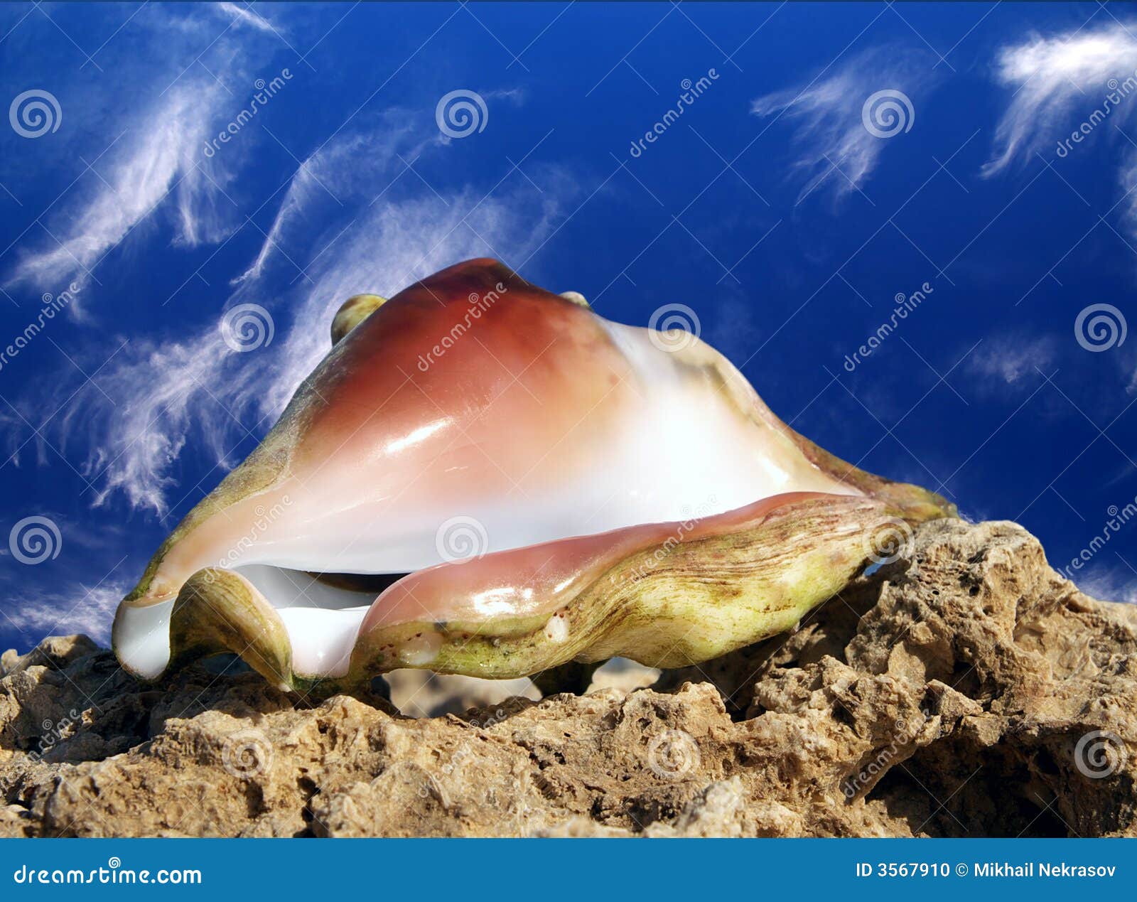 Shell stock photo. Image of bali, close, animal, snorkeling - 3567910