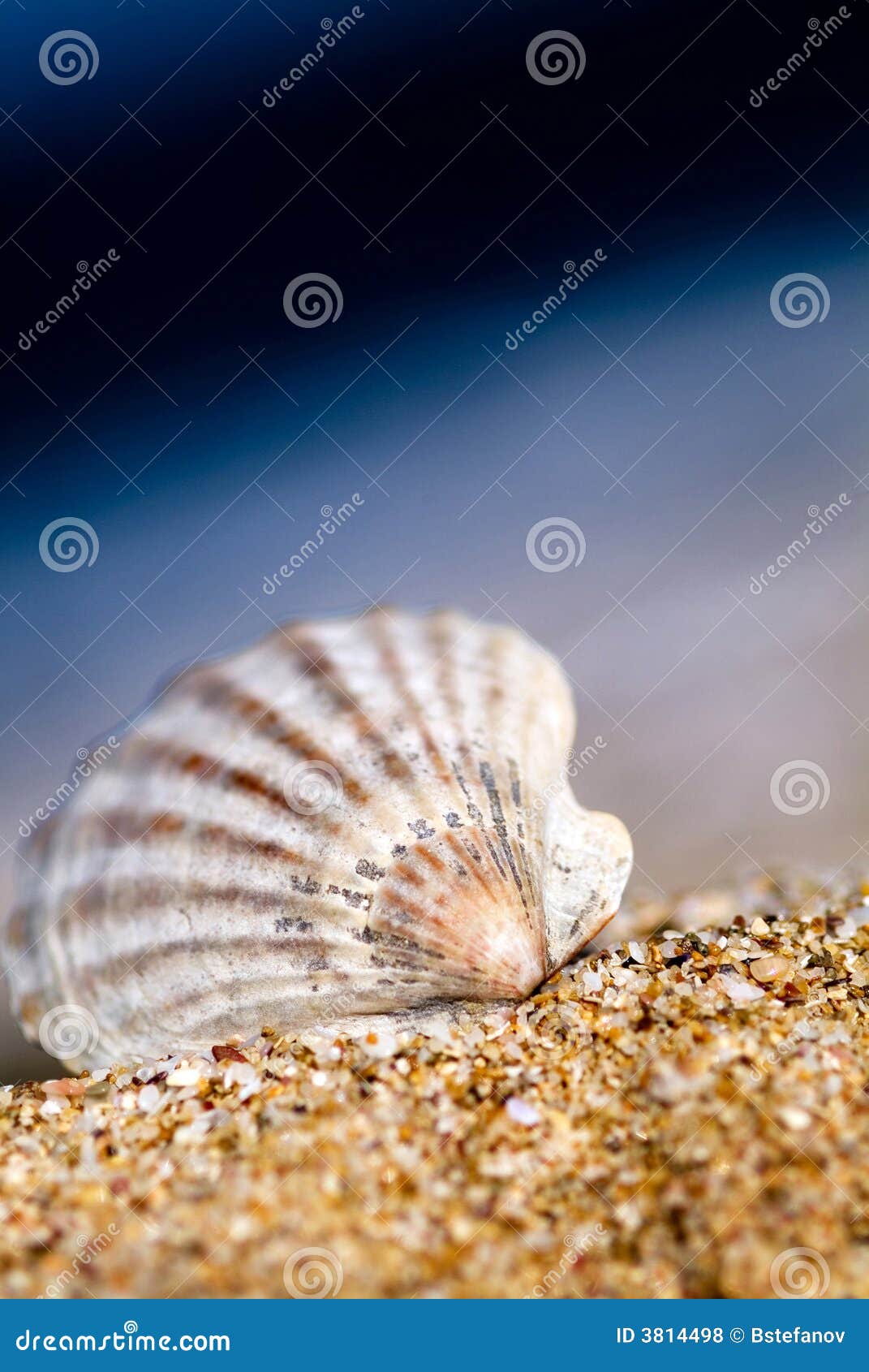 Shell stock photo. Image of greece, color, close, sand - 3814498