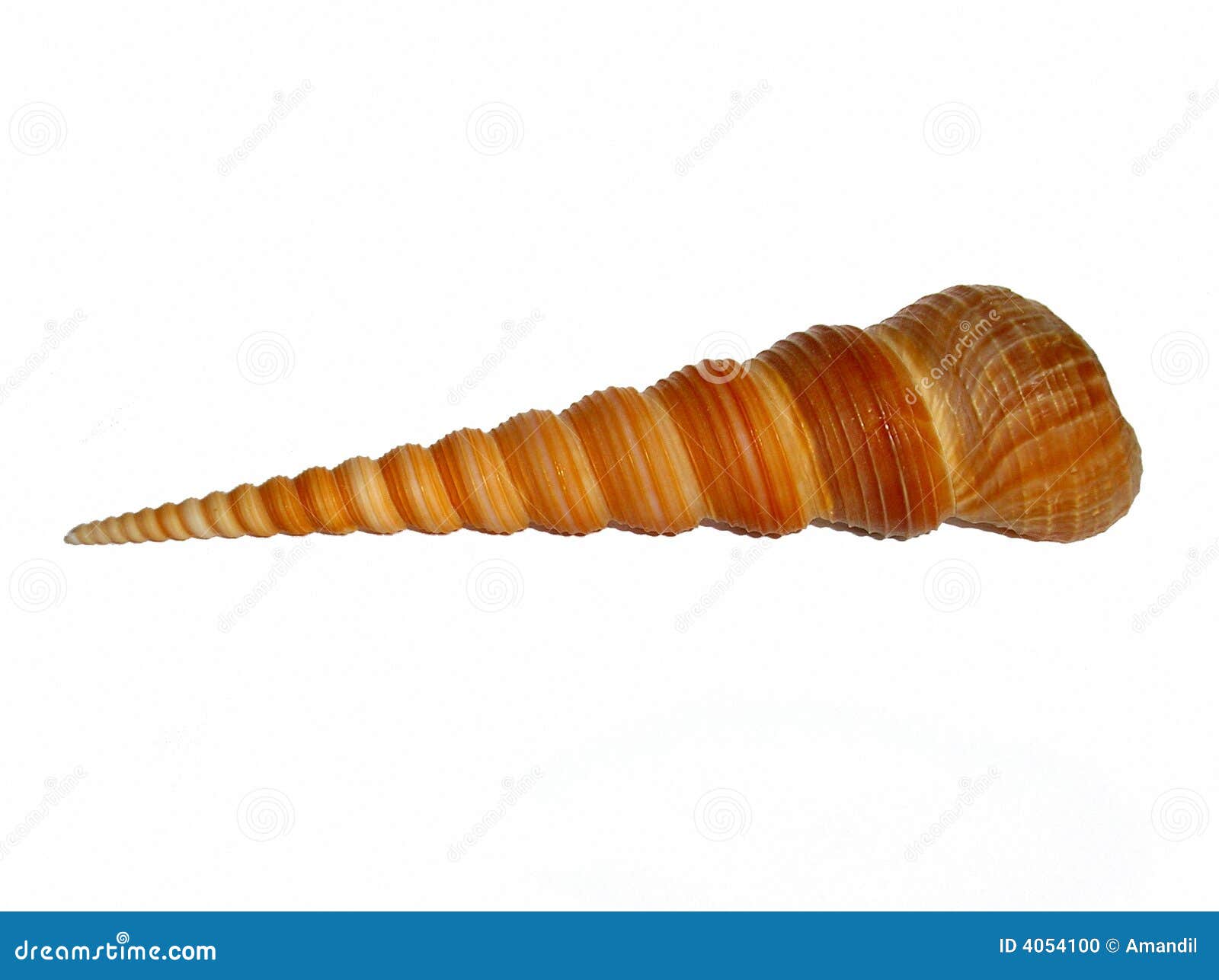 Shell stock photo. Image of shells, coast, seashore, croatia - 4054100