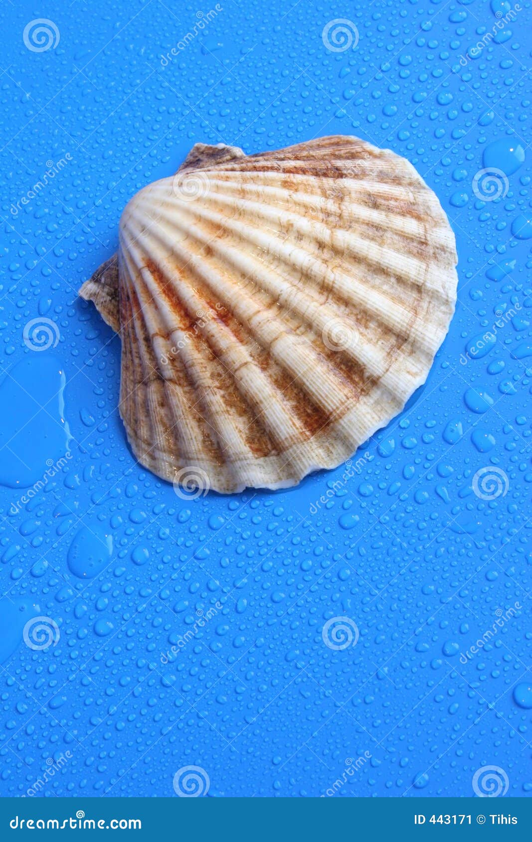 Shell stock image. Image of beauty, nature, water, shells - 443171
