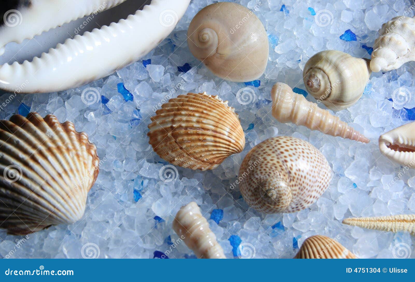 Shell Picture. Image: 4751304