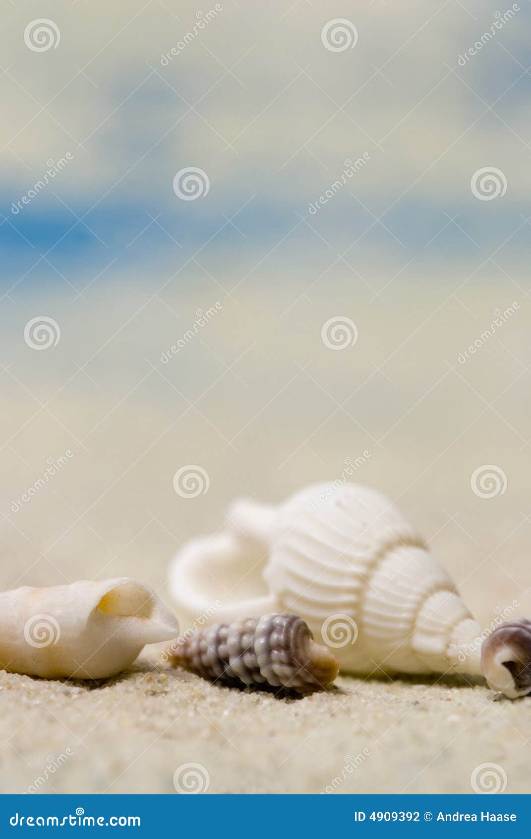 Shell stock photo. Image of seashore, nature, outdoor - 4909392