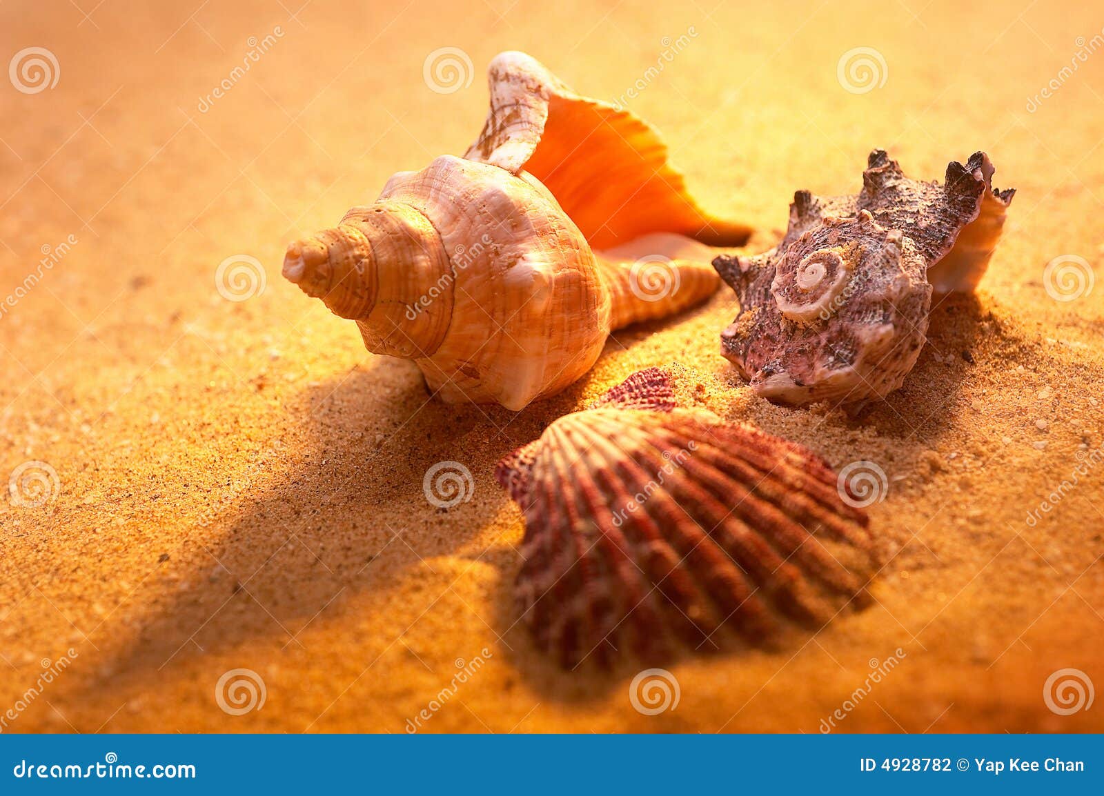 Shell stock photo. Image of underwater, shells, relax - 4928782
