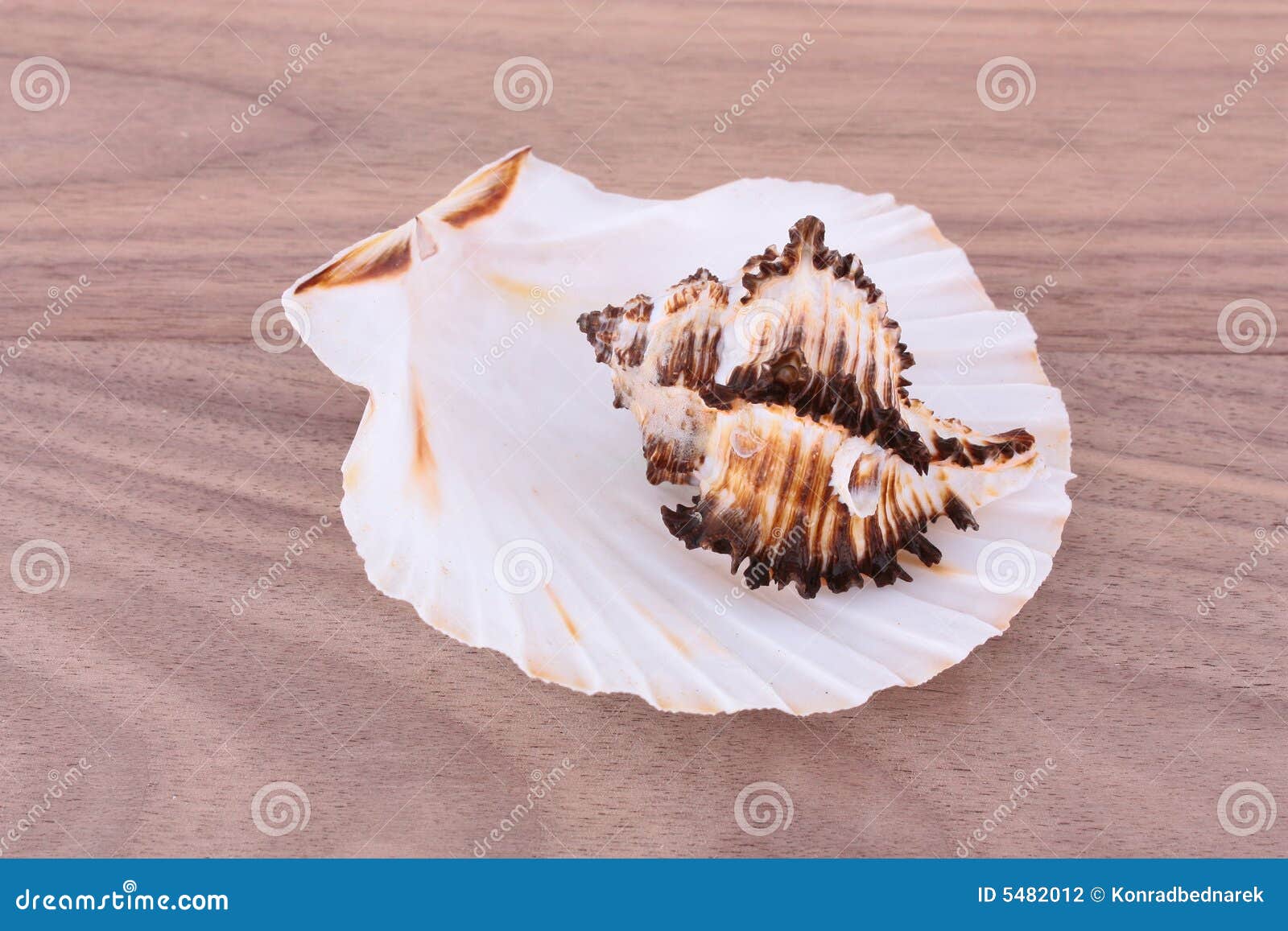 Shell stock photo. Image of calcite, pretty, shell, beautiful - 5482012