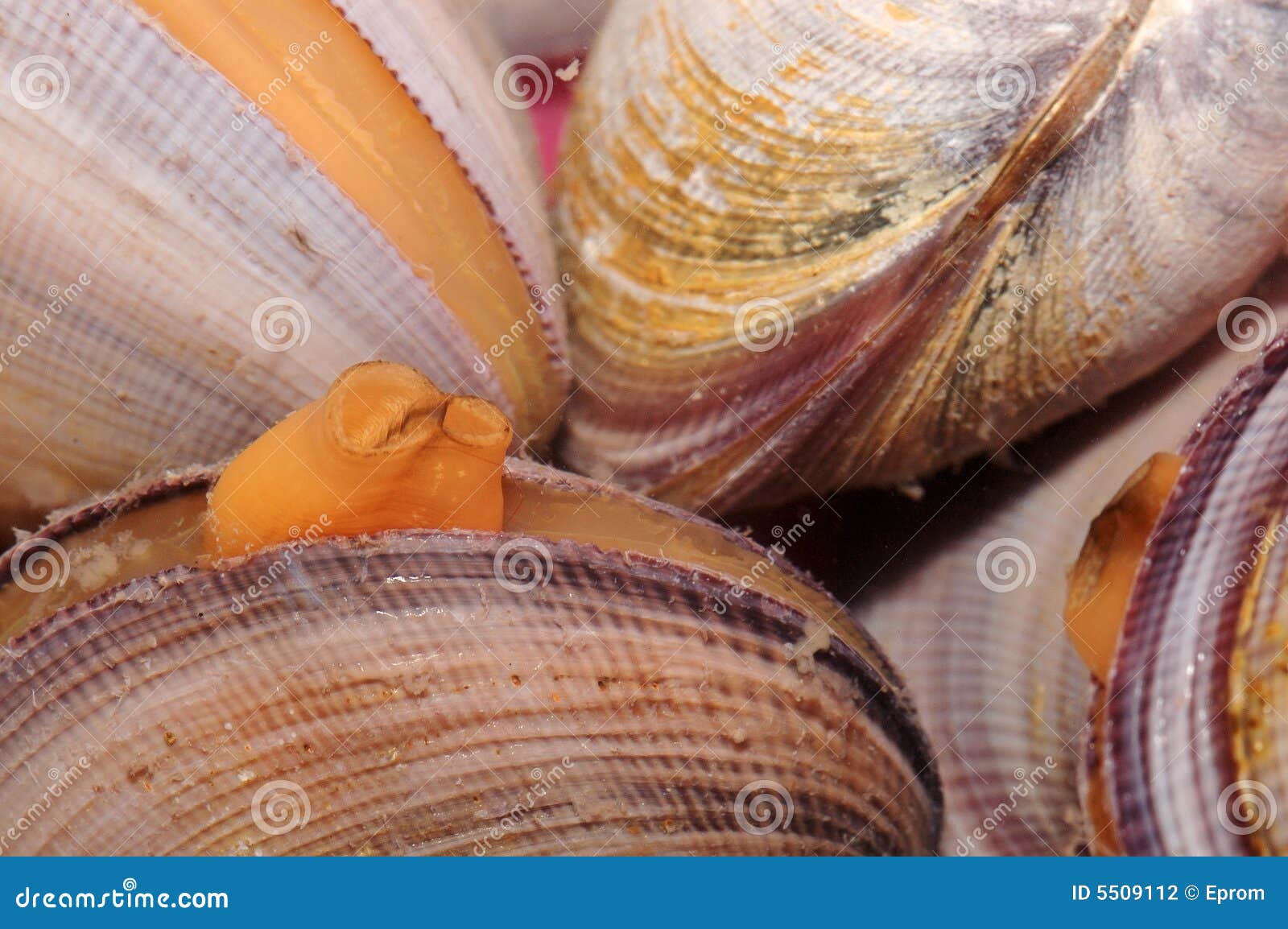 Shell stock photo. Image of firm, detail, flintiness, food - 5509112