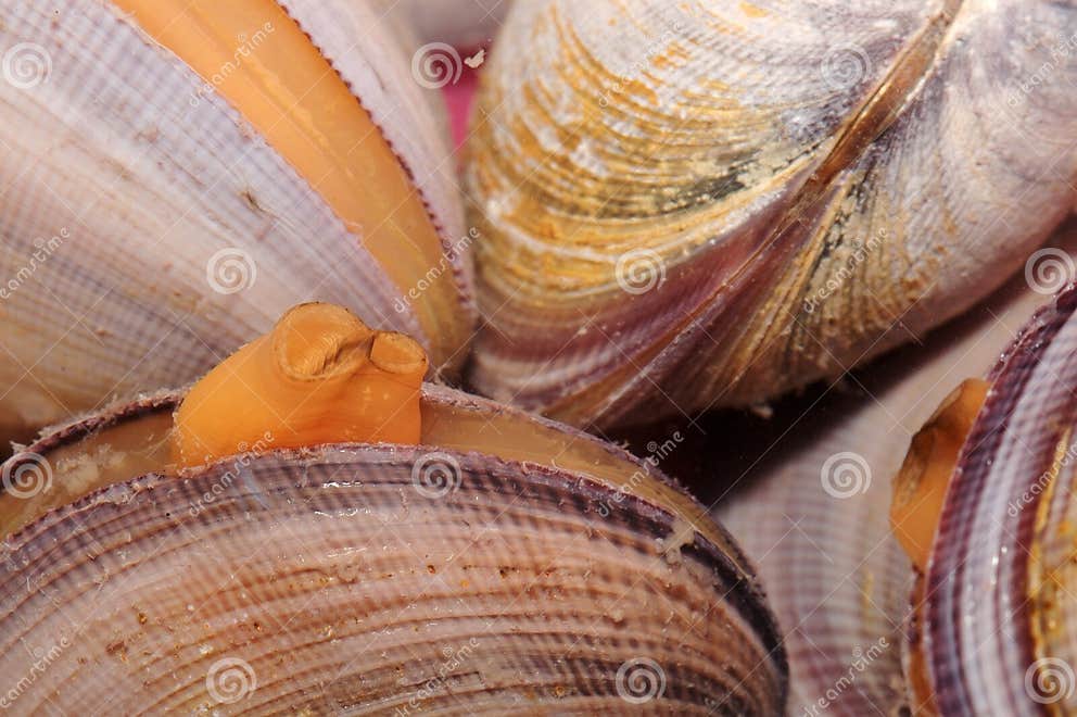 Shell stock photo. Image of firm, detail, flintiness, food - 5509112