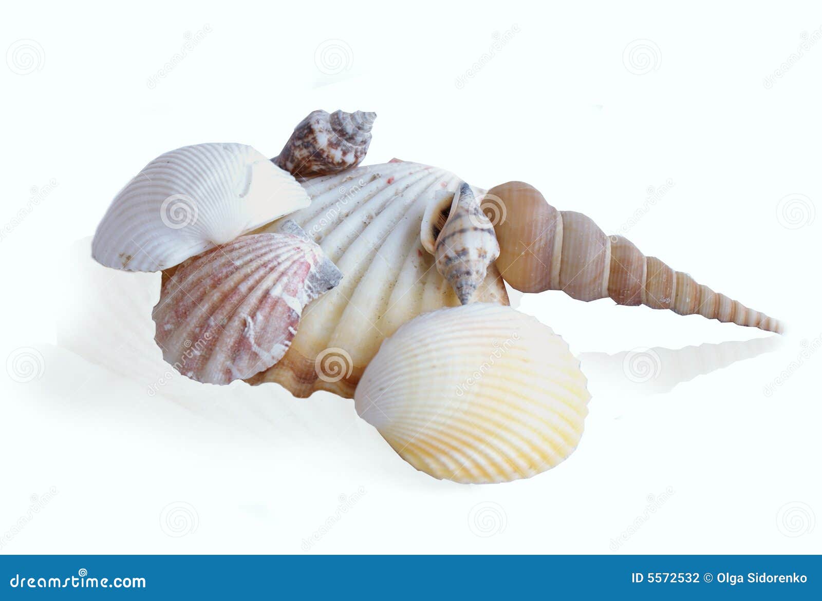 Shell Picture. Image: 5572532