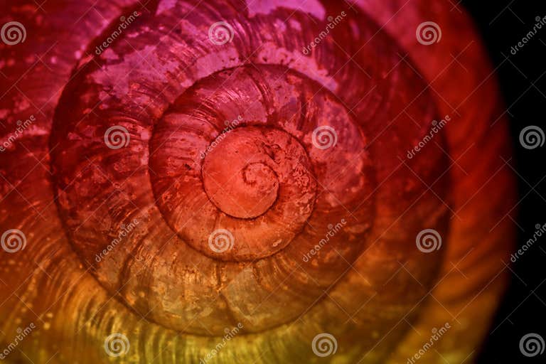 Shell stock image. Image of texture, pattern, yellow, nature - 5586611