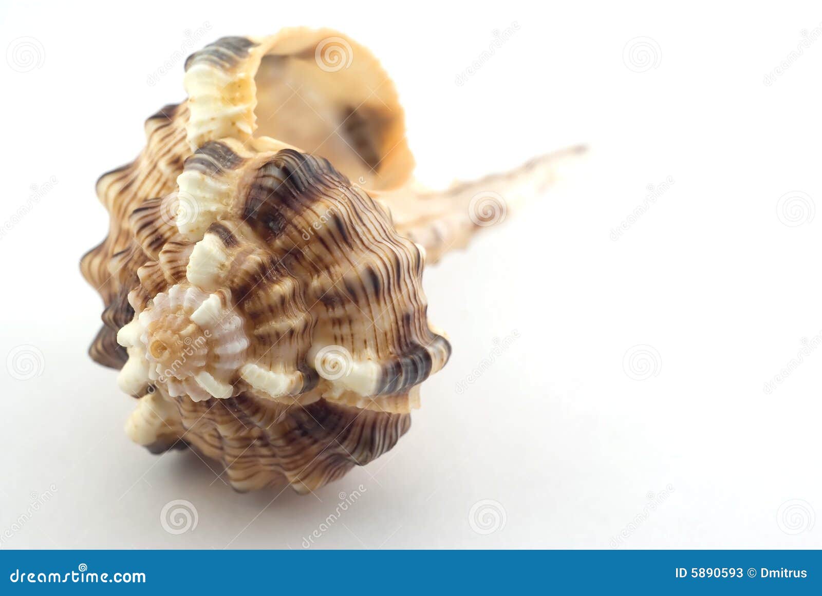 Shell imagen de archivo. Imagen de aislado, ambiente, macro - 5890593