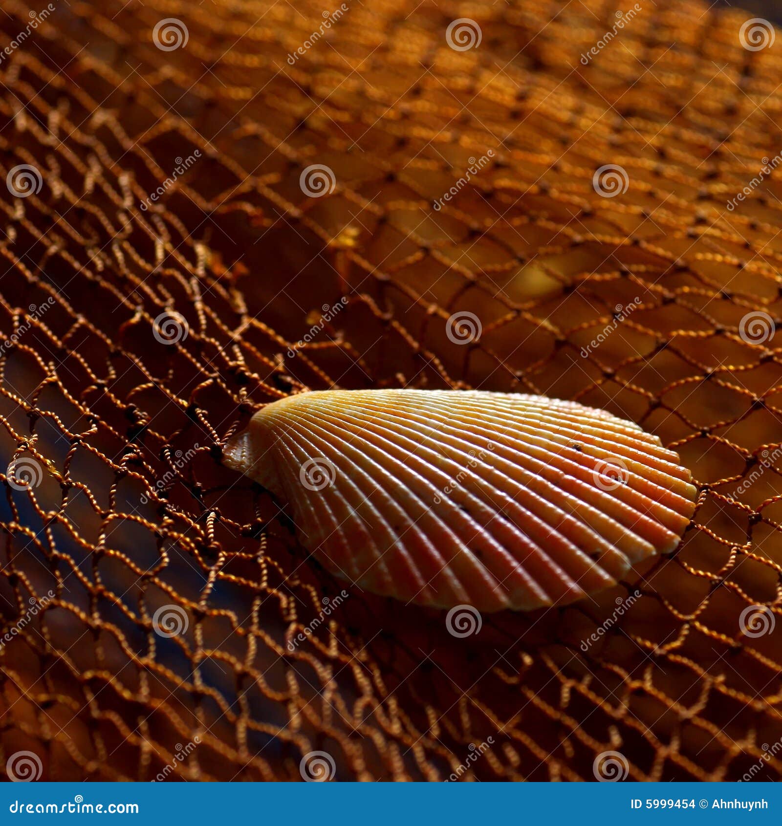 Shell stock photo. Image of biology, detail, shell, shellfish - 5999454