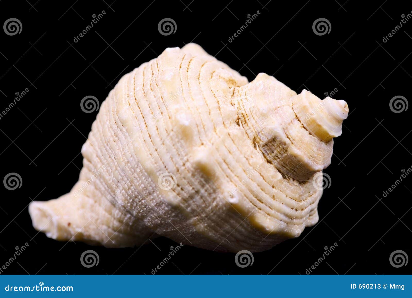 Shell stock image. Image of marine, shadow, pink, mollusk - 690213