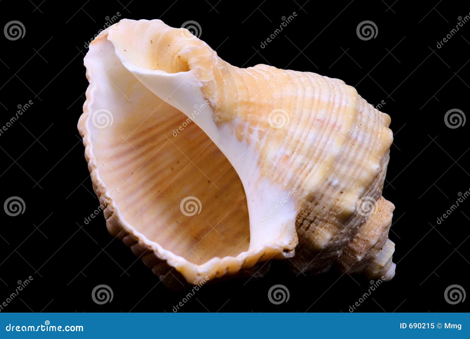 Shell stock image. Image of shell, seashell, form, crust - 690215