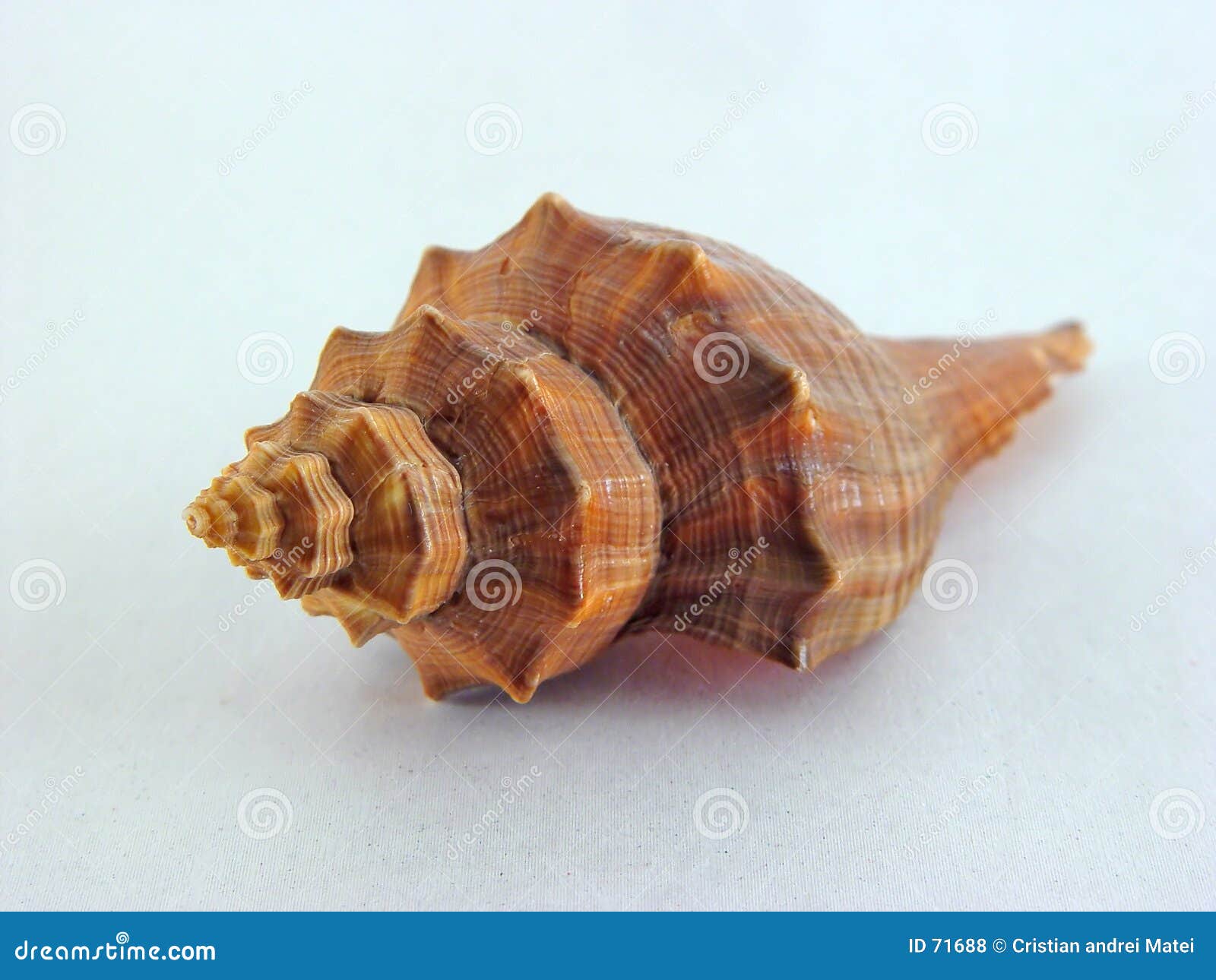 Shell stock photo. Image of shapes, waterlife, seashell - 71688