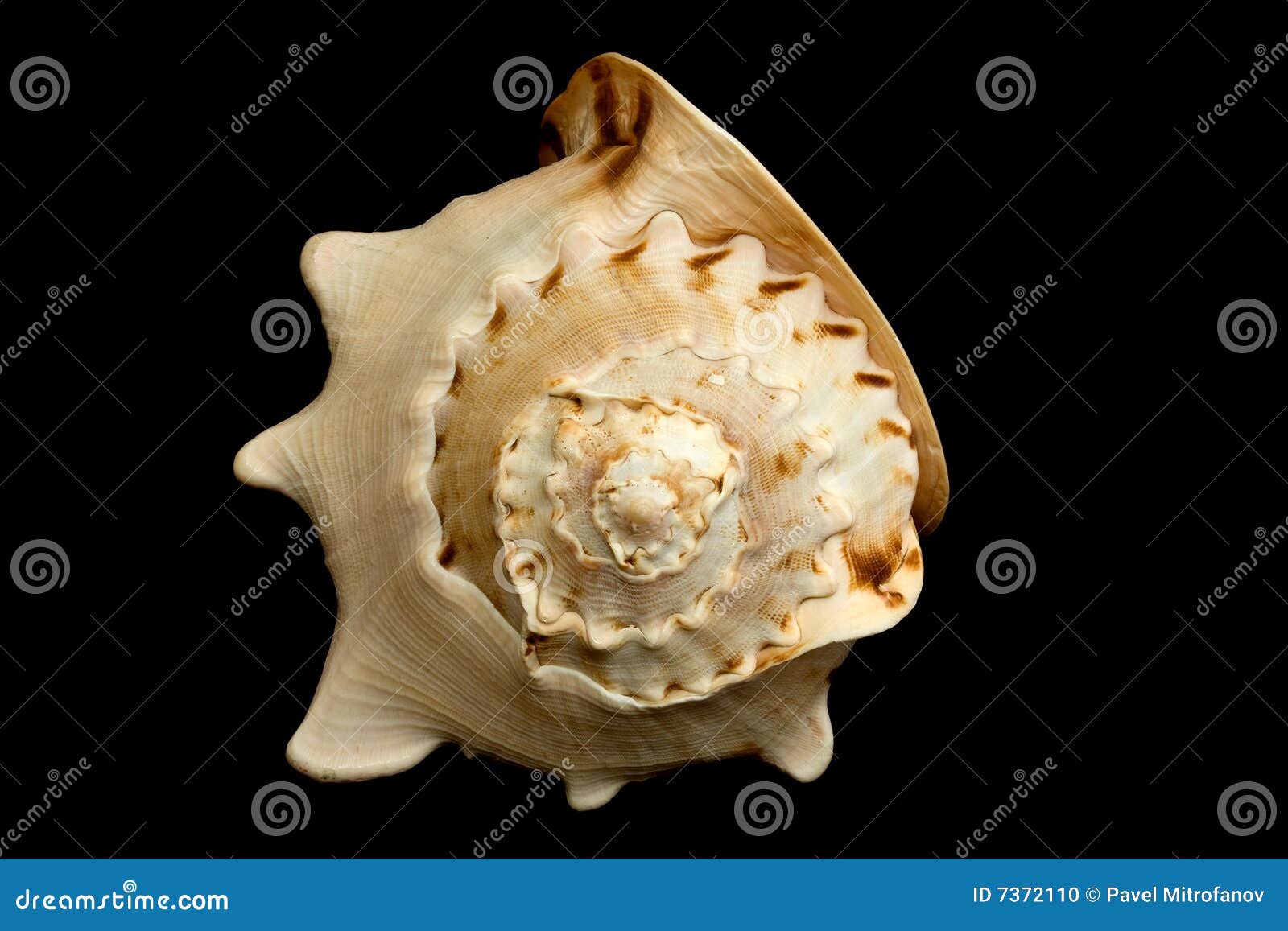 Shell stock photo. Image of curled, beach, beautiful, coast - 7372110
