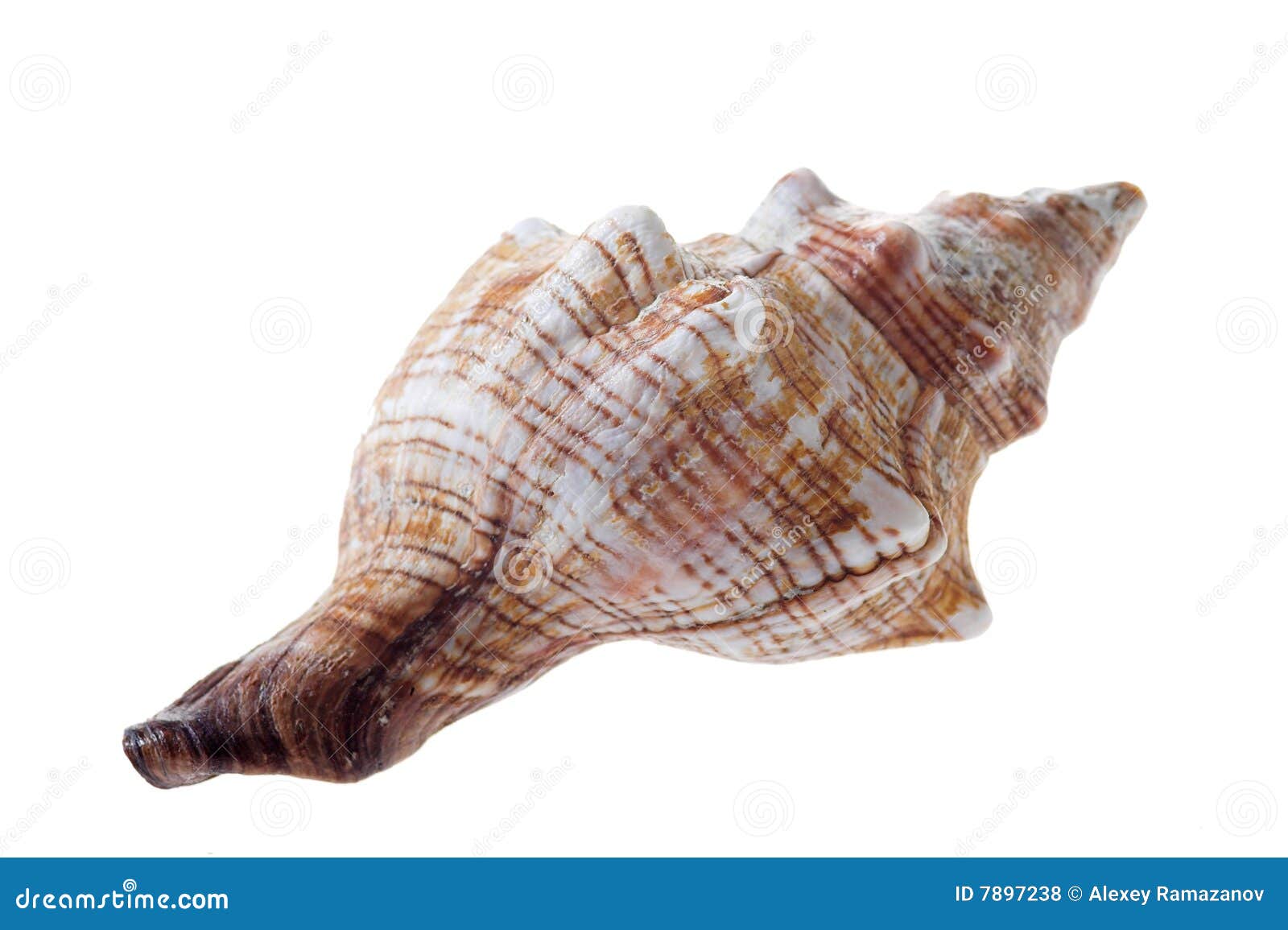 Shell Picture. Image: 7897238