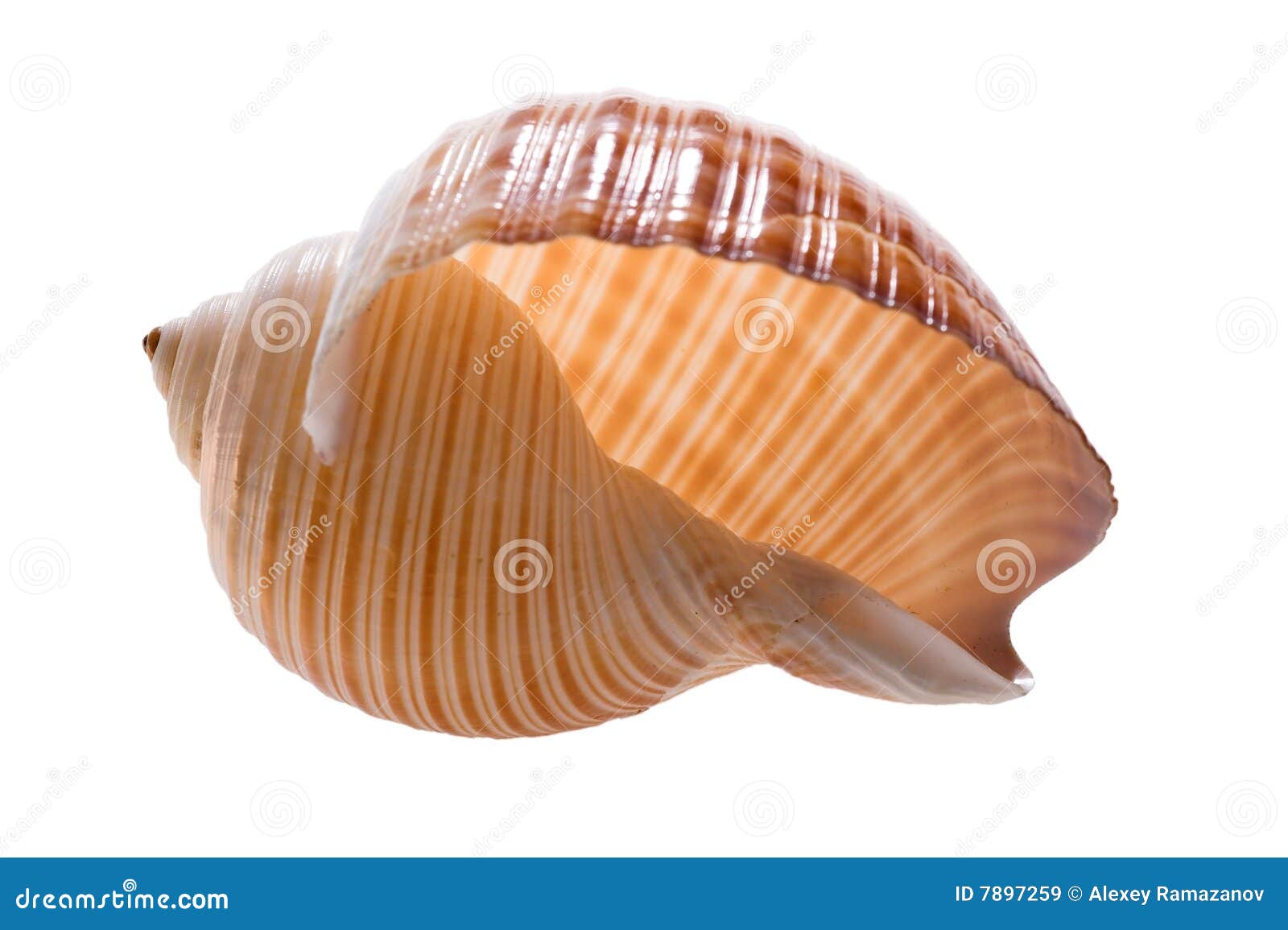 Shell stock image. Image of ocean, biology, empty, aquatic - 7897259