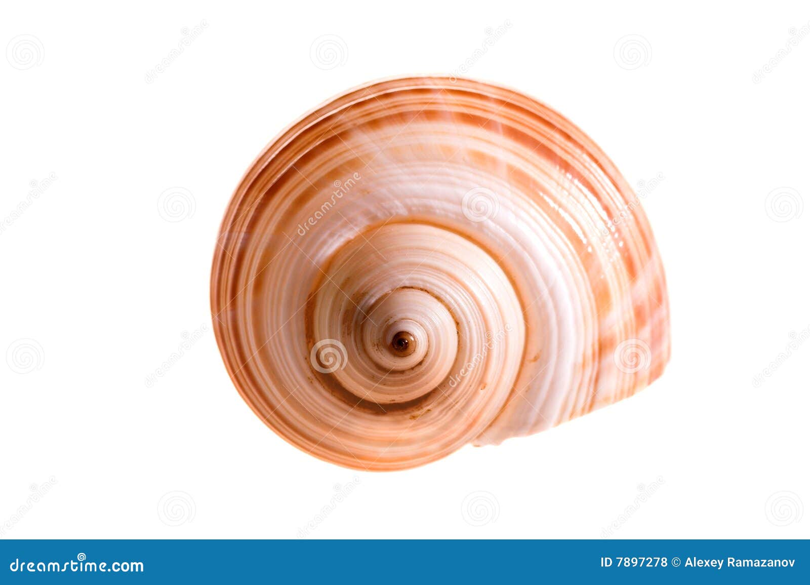 Shell stock photo. Image of aquatic, object, creature - 7897278