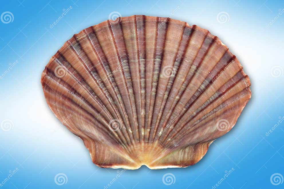 Shell imagen de archivo. Imagen de marina, océano, especial - 807567