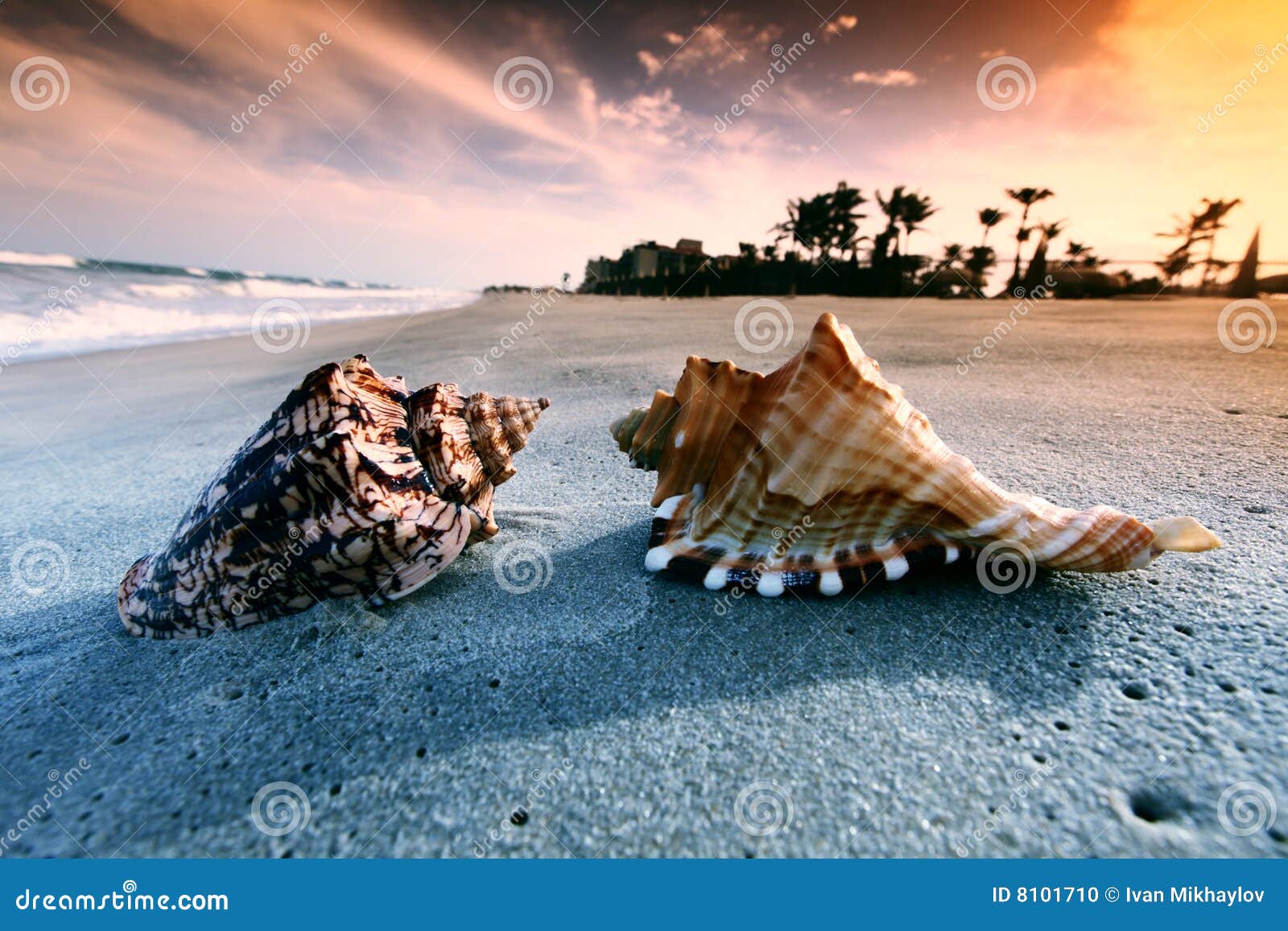Shell stock photo. Image of caribbean, relax, beach, pretty - 8101710