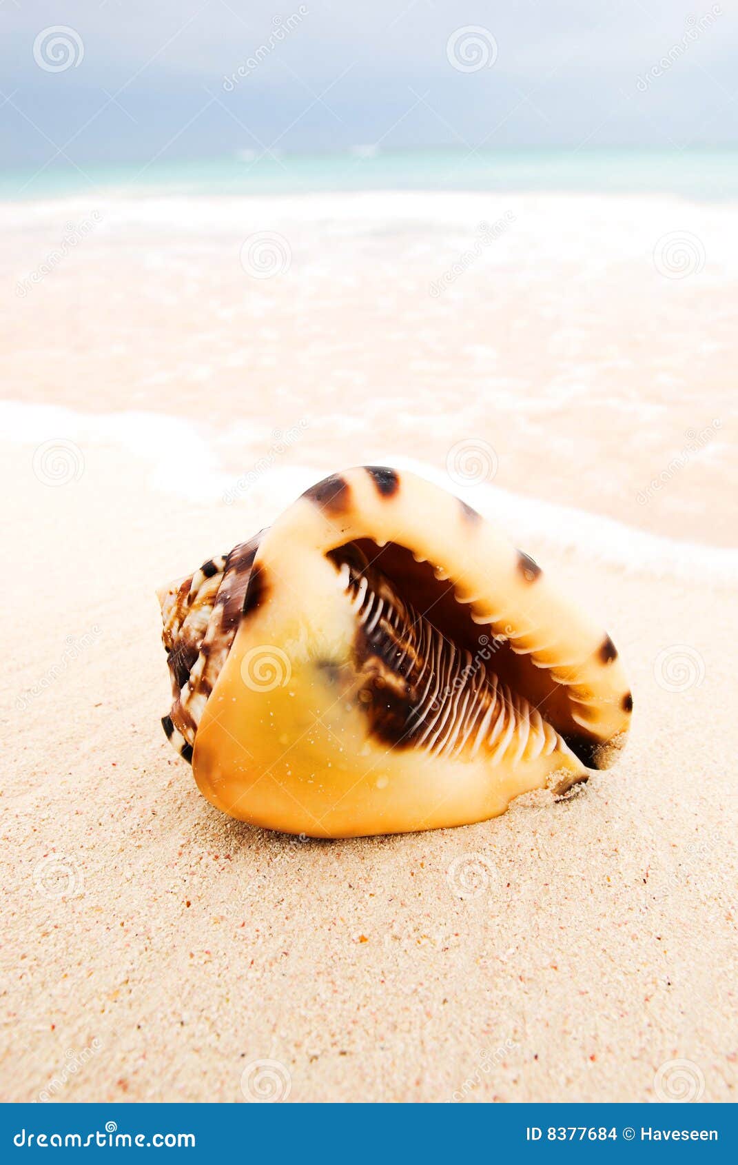 Shell stock photo. Image of cloud, beach, landscape, idyllic - 8377684