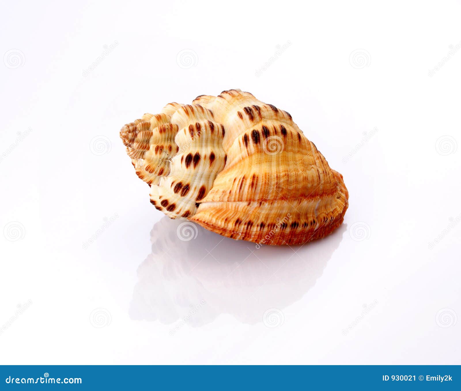 Shell stock image. Image of reflection, colorful, dabble - 930021