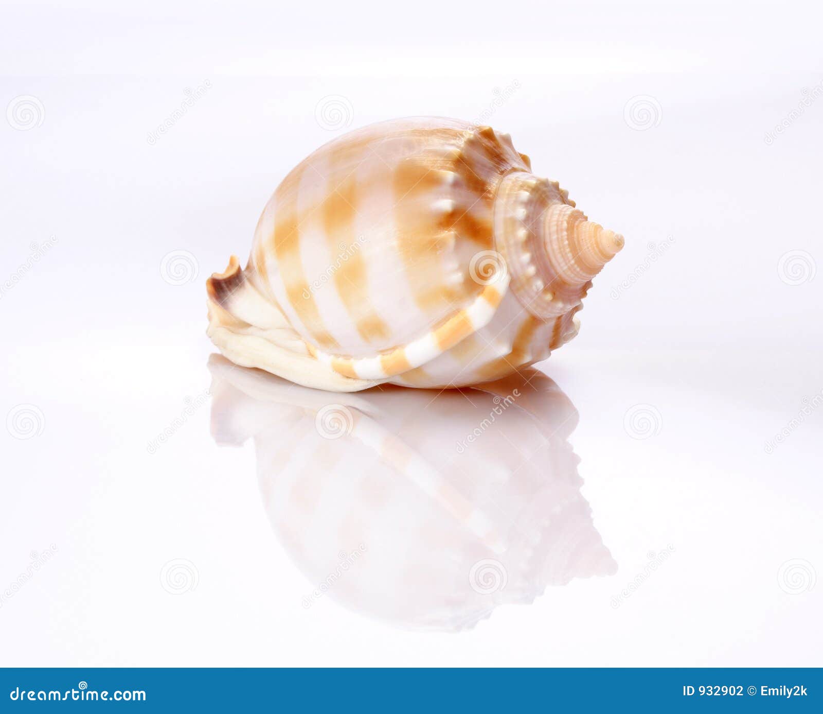 Shell stock photo. Image of isolated, coastal, collect - 932902