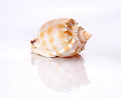 Shell stock photo. Image of isolated, coastal, collect - 932902