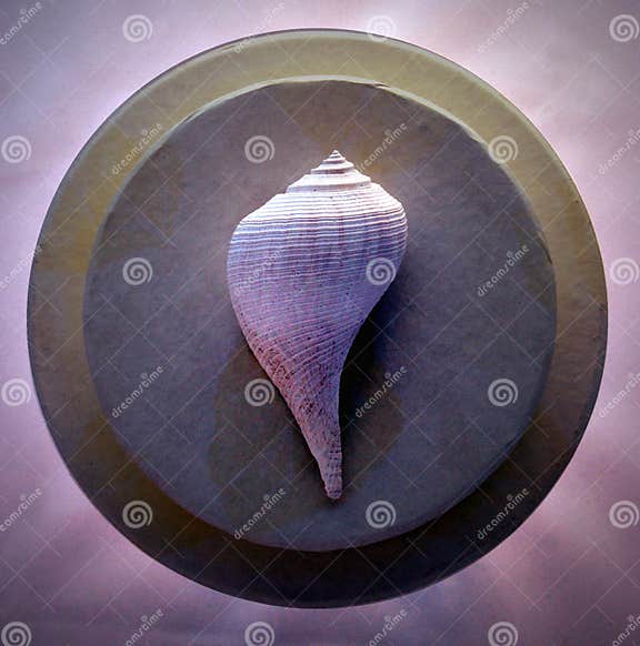 Shell Abstract stock image. Image of shape, natural, conch - 2510549
