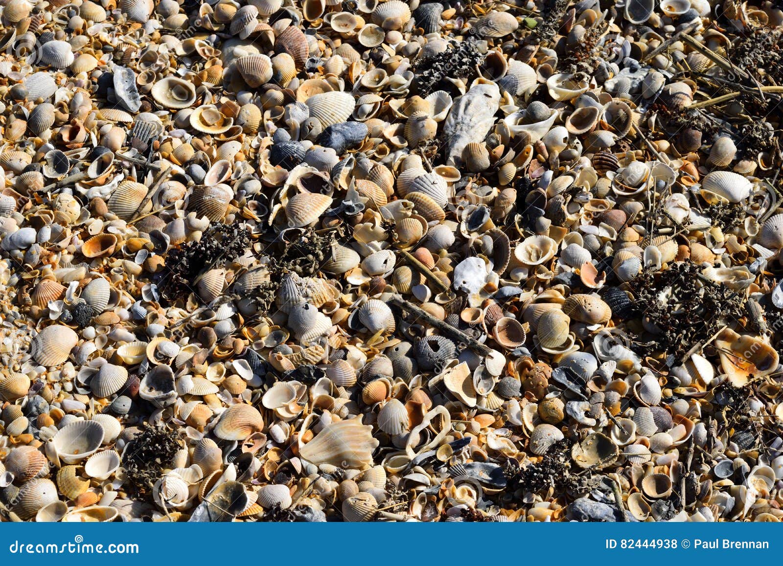 Shell abstract background stock photo. Image of beach - 82444938