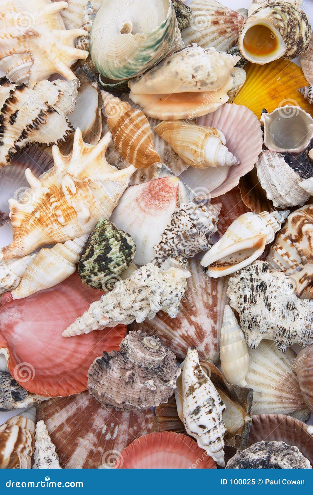 Shell achtergrond 3 stock afbeelding. Image of groen, dier - 100025