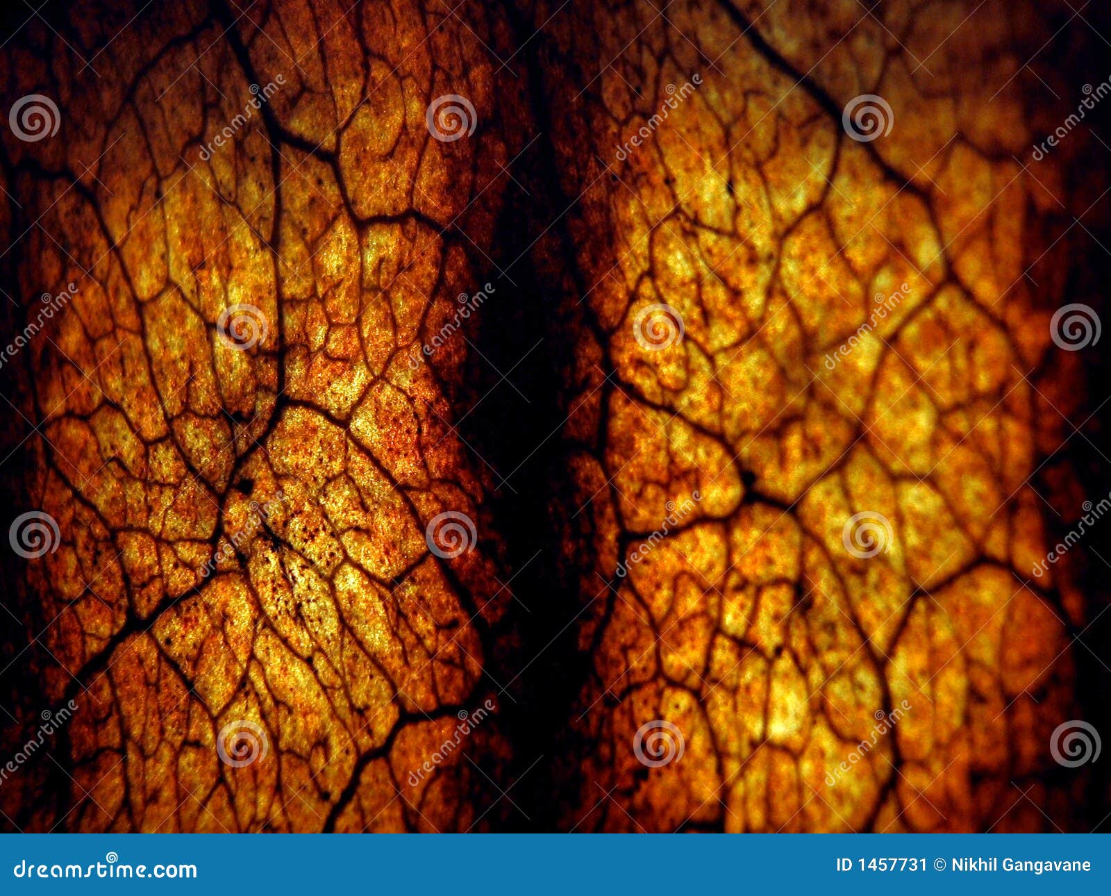 Shell Aders stock afbeelding. Image of bladeren, gegevens - 1457731