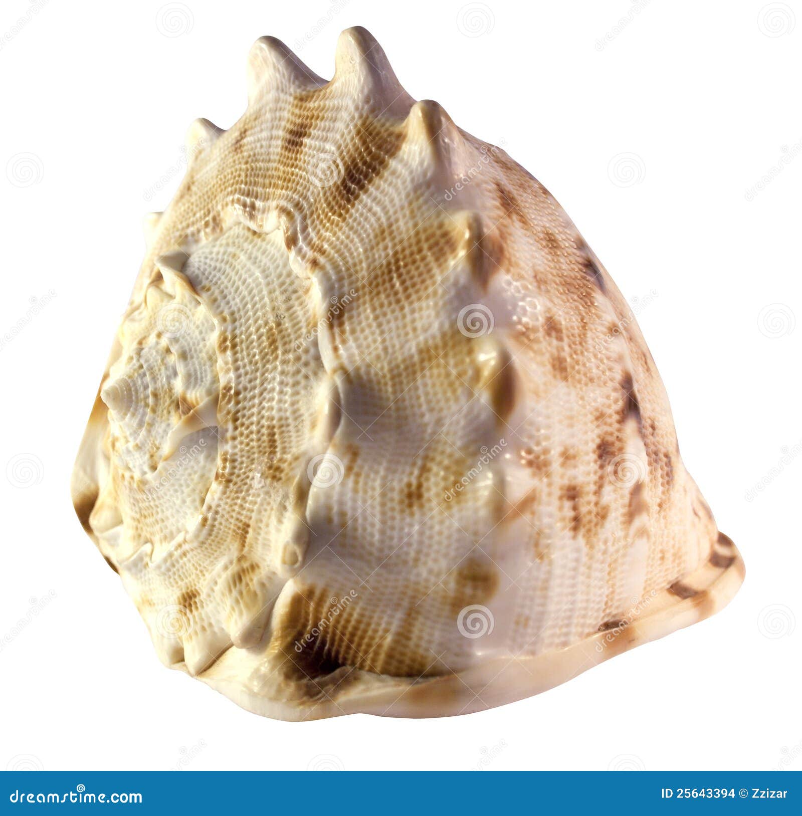 Shell Aislado De Un Caracol Del Casco Foto de archivo - Imagen de ...