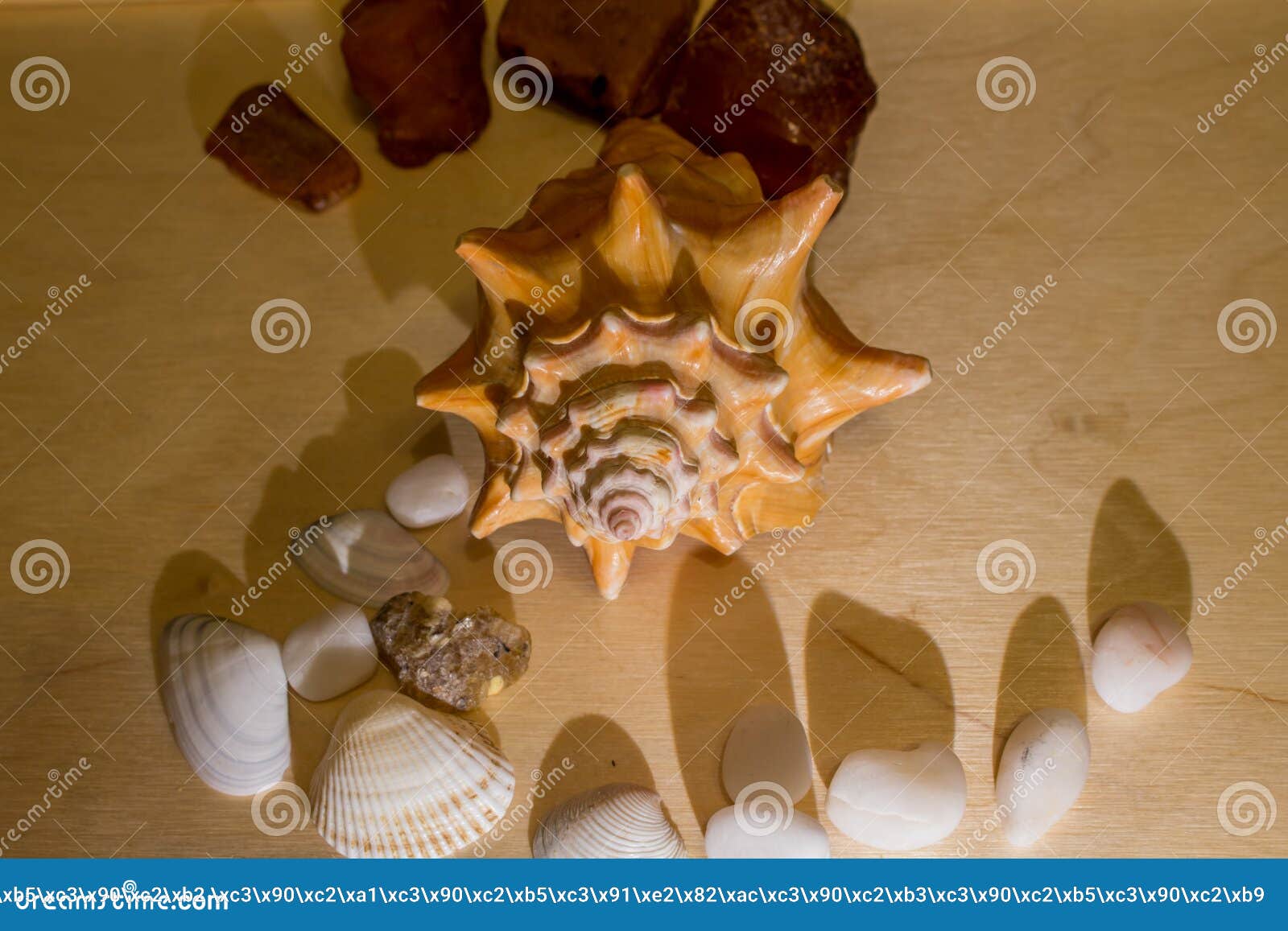 Shell and amber stock image. Image of life, shell, fossil - 88048041