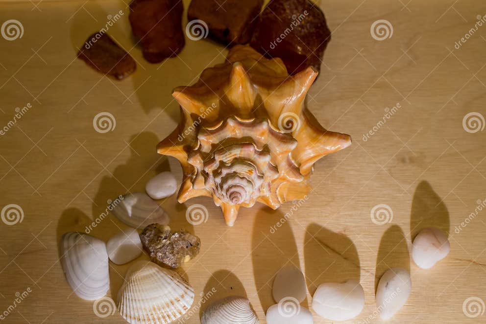 Shell and amber stock image. Image of life, shell, fossil - 88048041