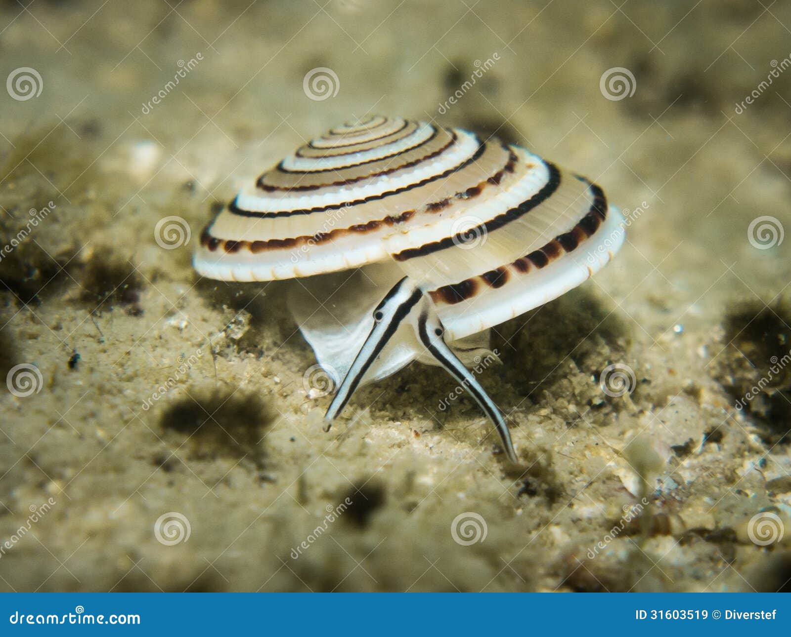 Shell - Architectonica Perspectiva Stock Image - Image of scuba ...