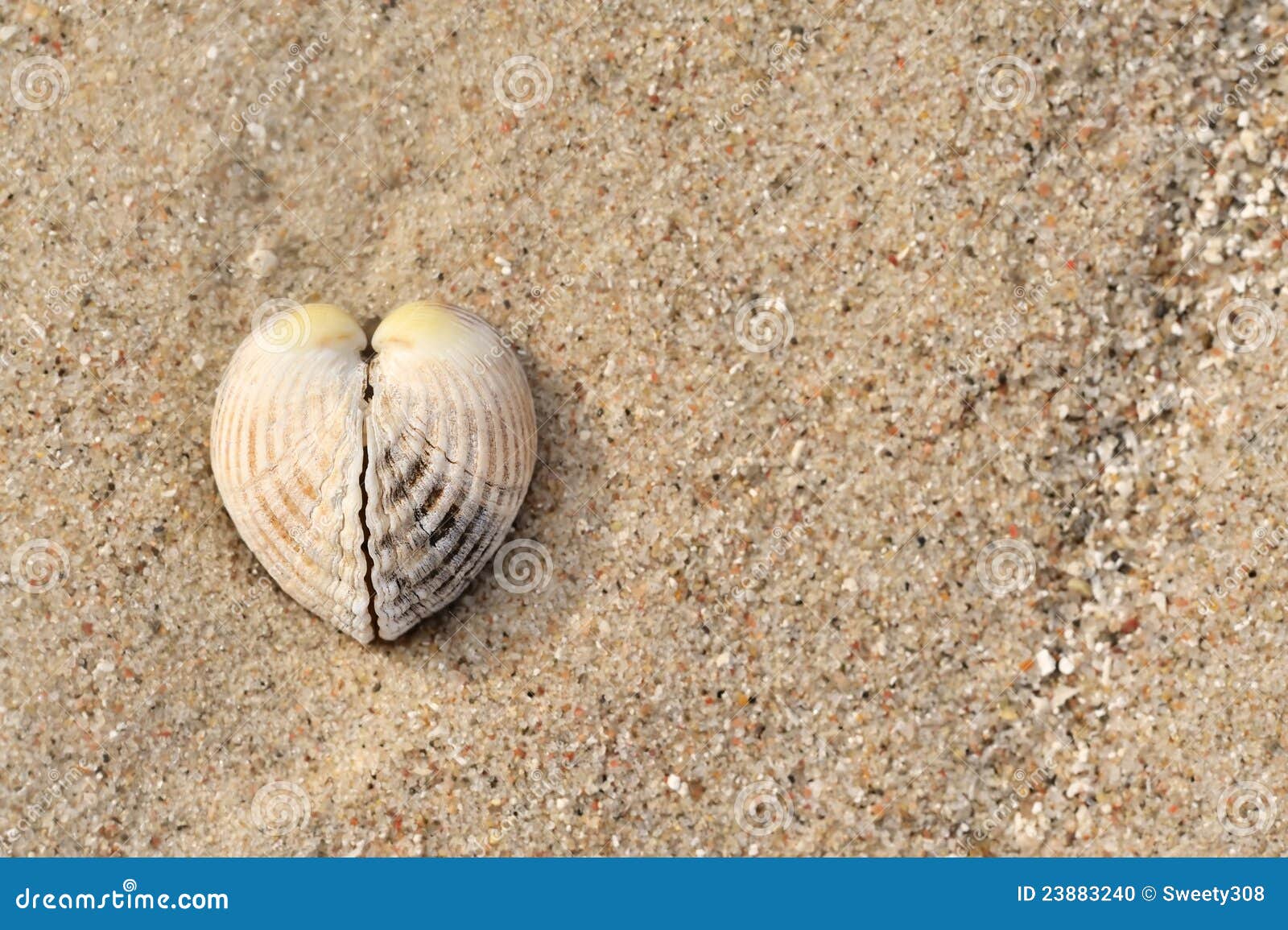 Shell as heart stock photo. Image of detail, ruegen, birthday - 23883240