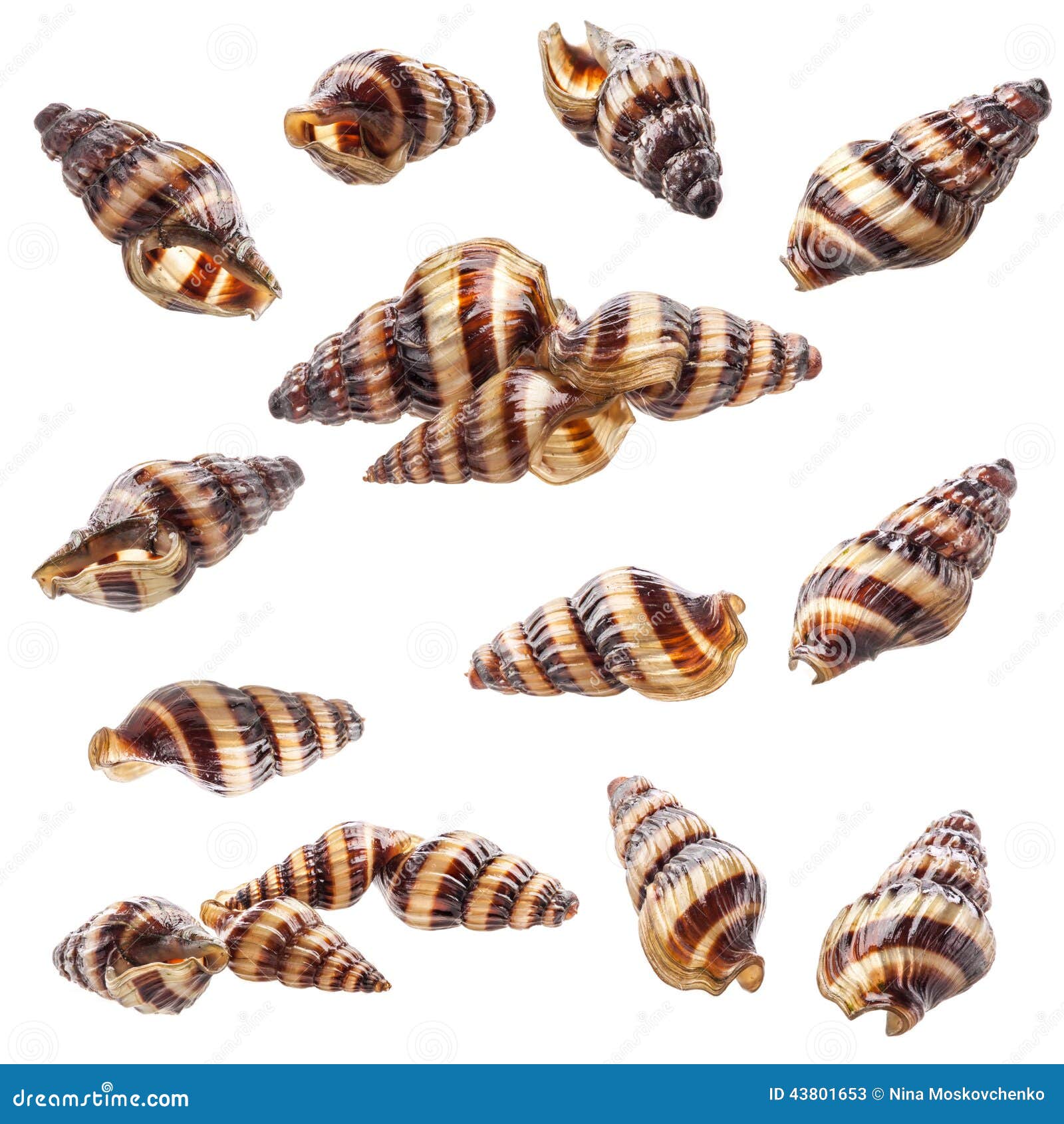 Shell of Assassin Snail Clea Helena Stock Image - Image of life, helena ...