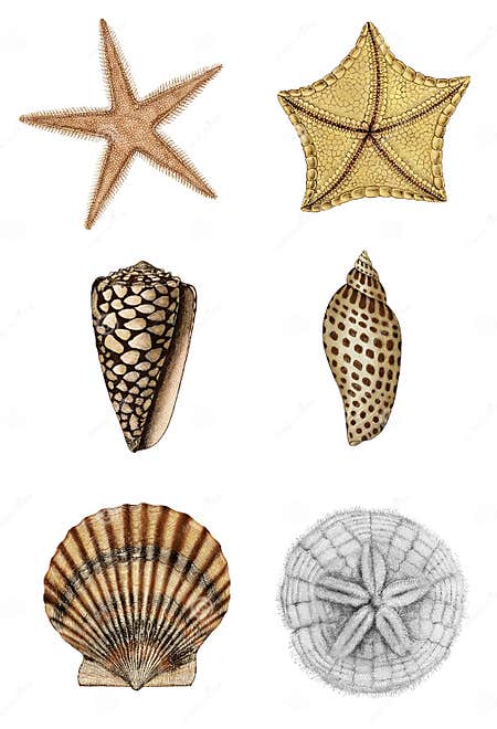 Shell Assortment 2 stock illustration. Illustration of etching - 9079705