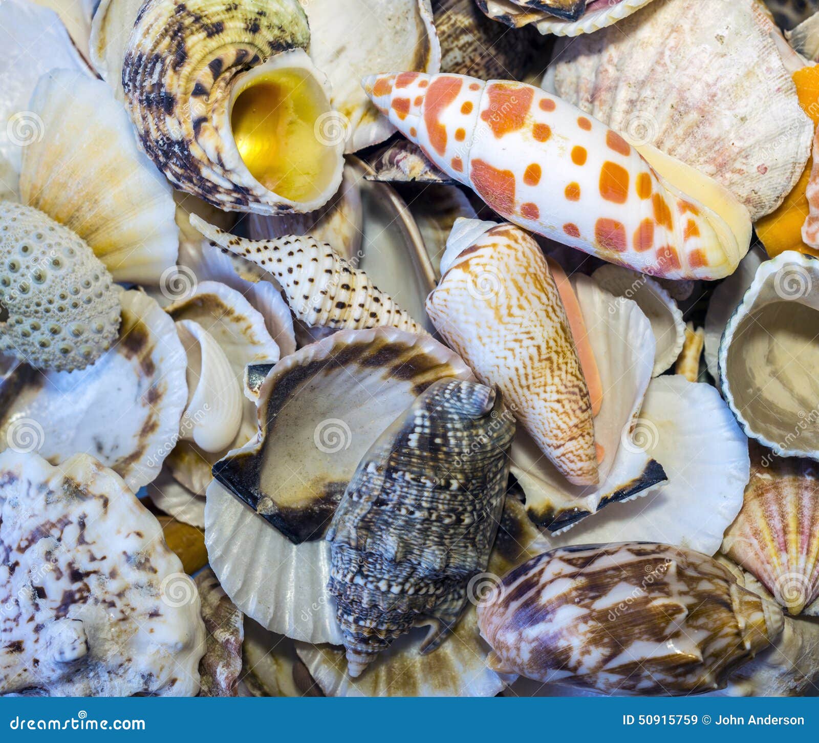 Shell assortment stock image. Image of shells, calcium - 50915759