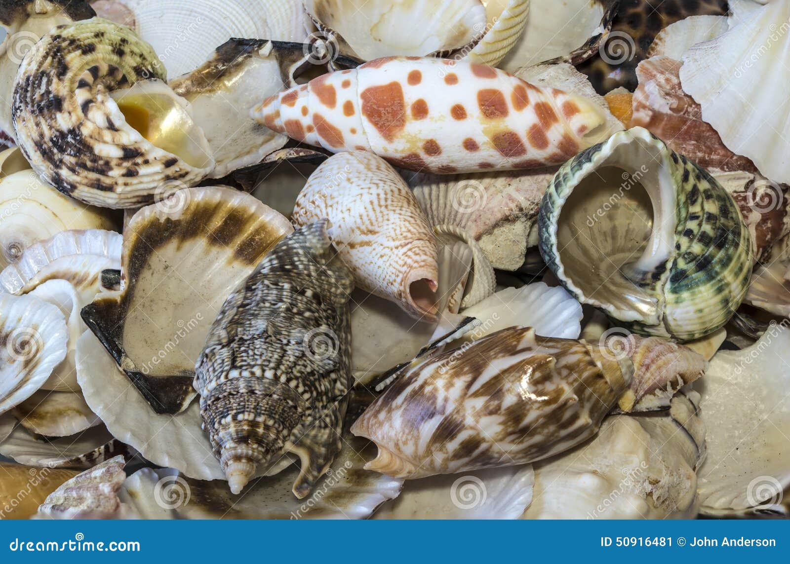 Shell assortment stock image. Image of heap, shells, calcium - 50916481