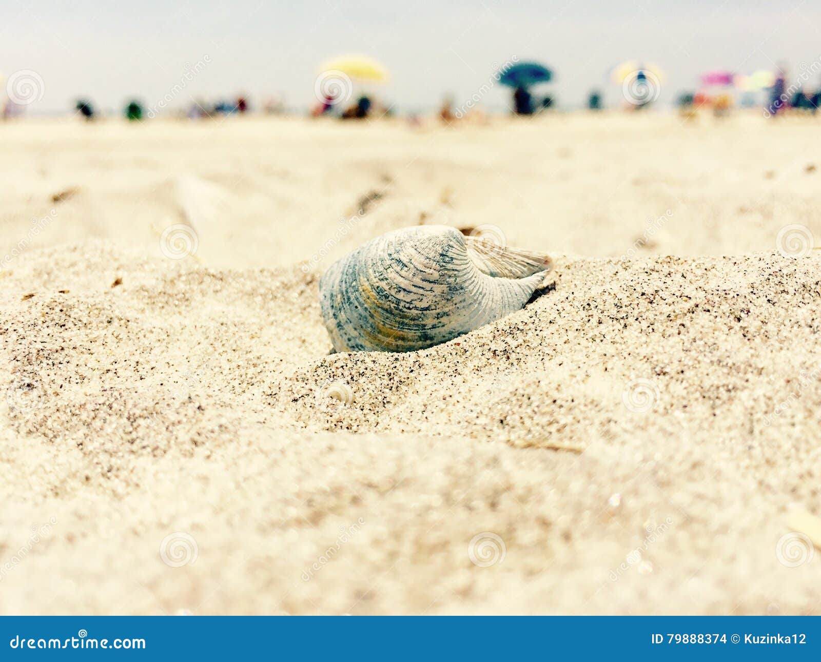Shell stock photo. Image of summer, shell, beach - 79888374
