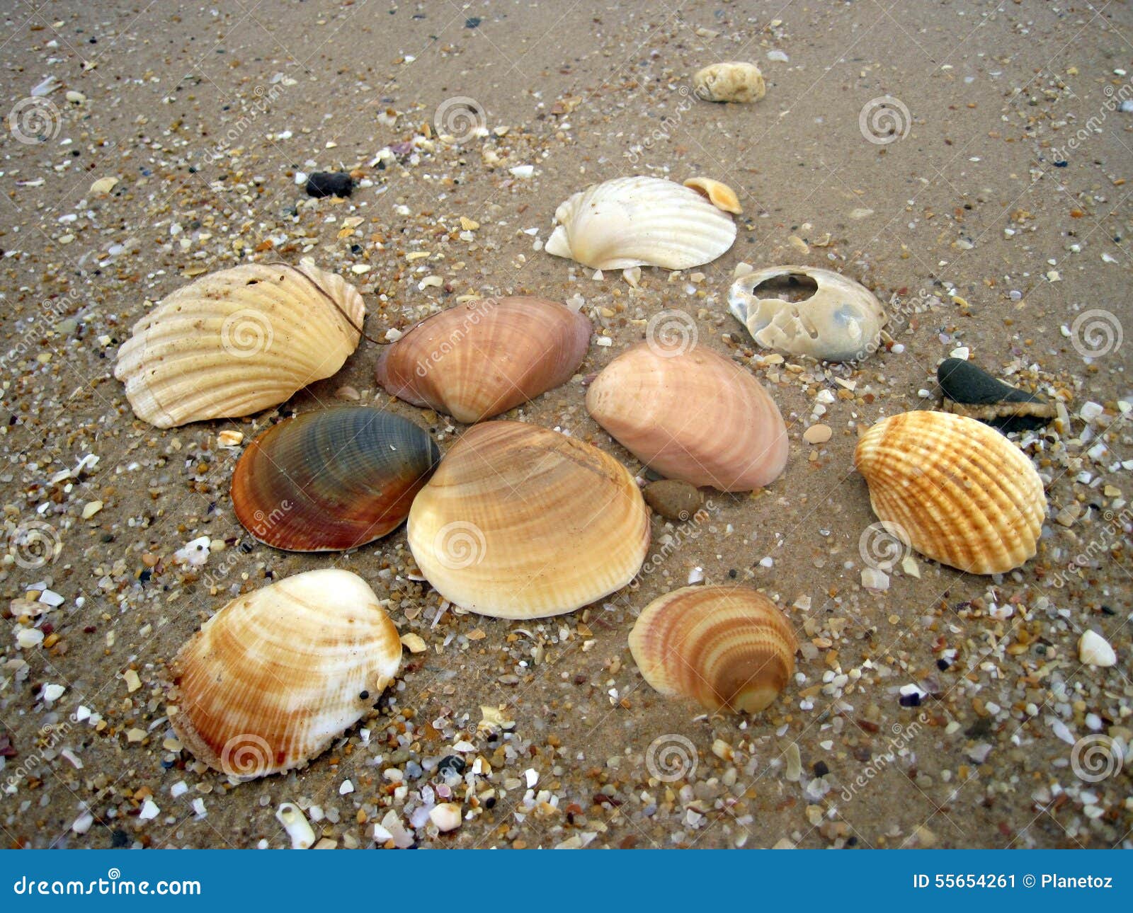 Background. Shells stock image. Image of colorful, pacific - 55654261