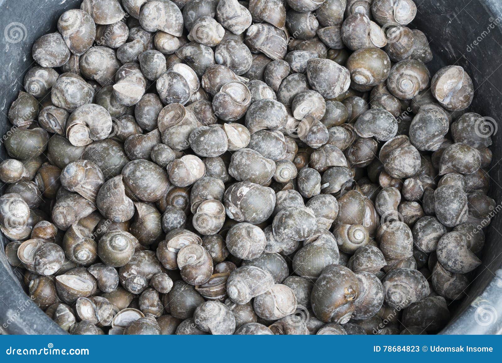 Shell attached with soil stock image. Image of macro - 78684823