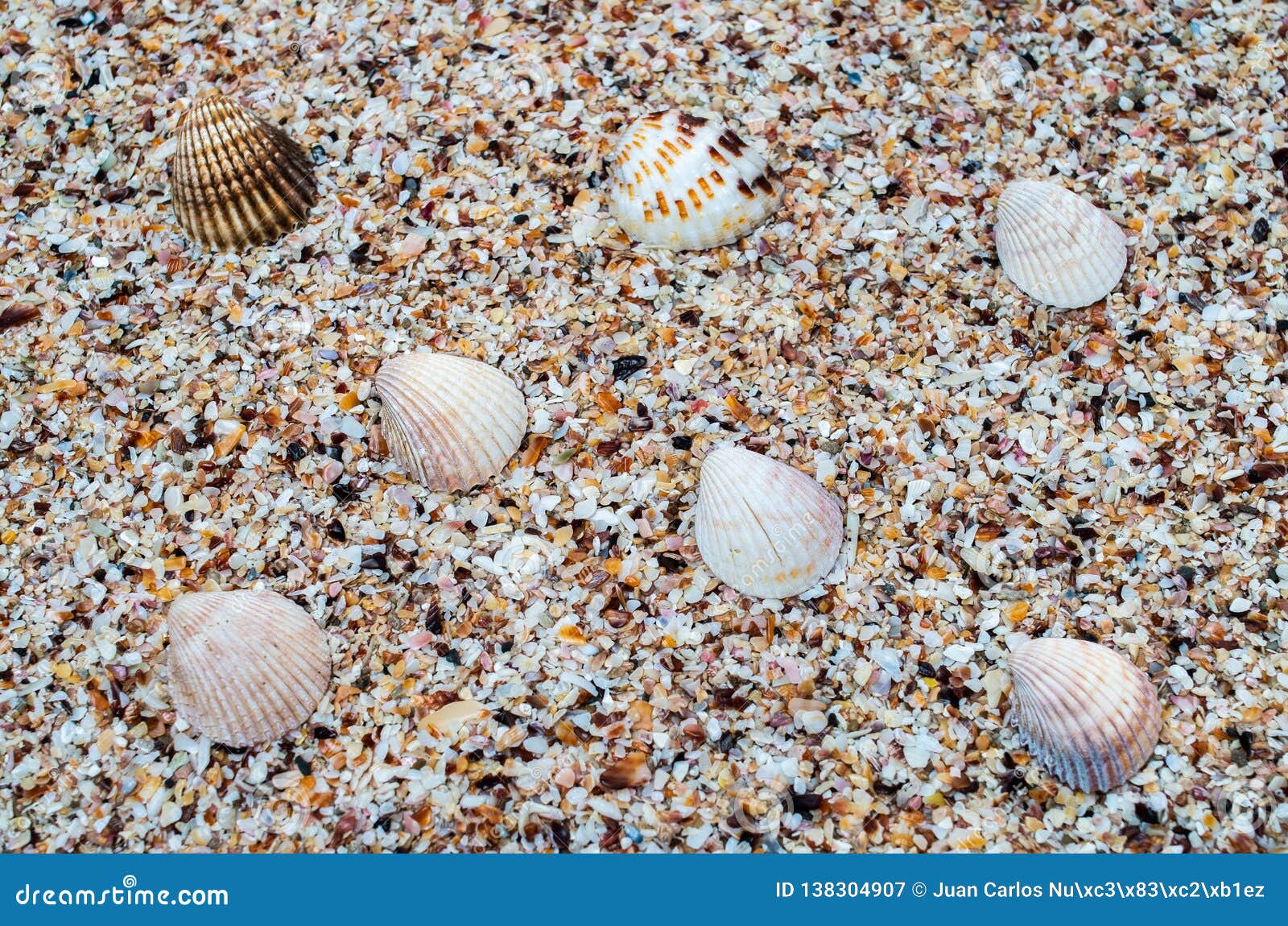 Shell Au-dessus De Petits Morceaux De Coquilles Dans Une Plage ...