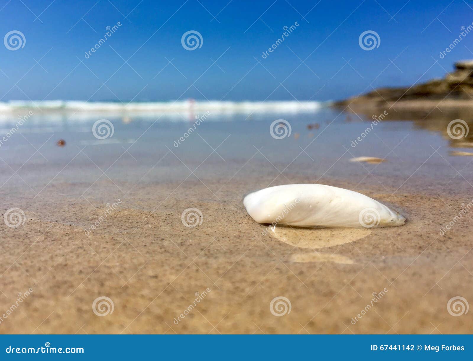 Shell on an Australian Surf Beach Stock Photo - Image of blue ...