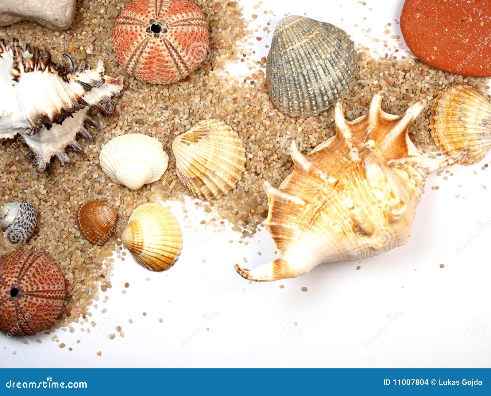 Shell background stock photo. Image of beach, shape, background - 11007804