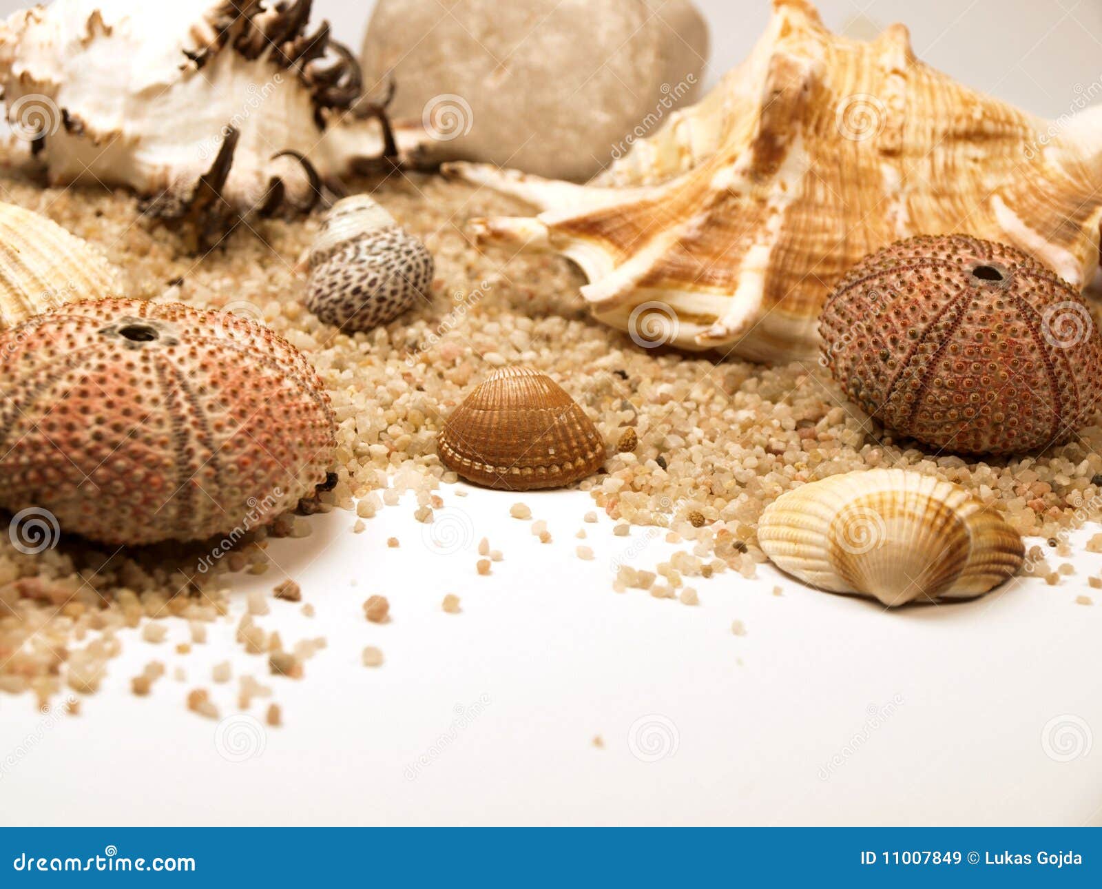 Shell background stock image. Image of cockle, shell - 11007849