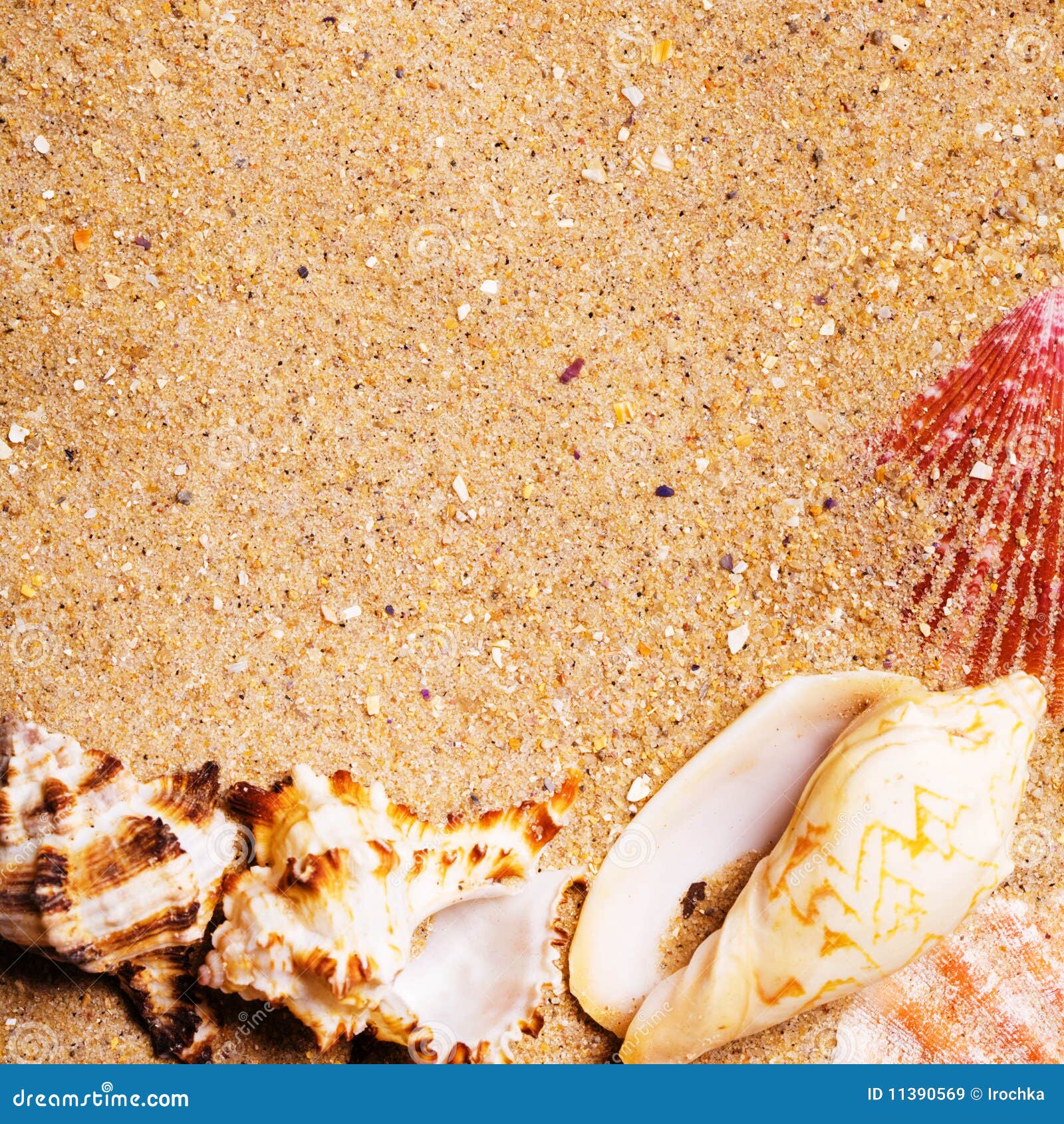 Shell background stock image. Image of conch, abstract - 11390569